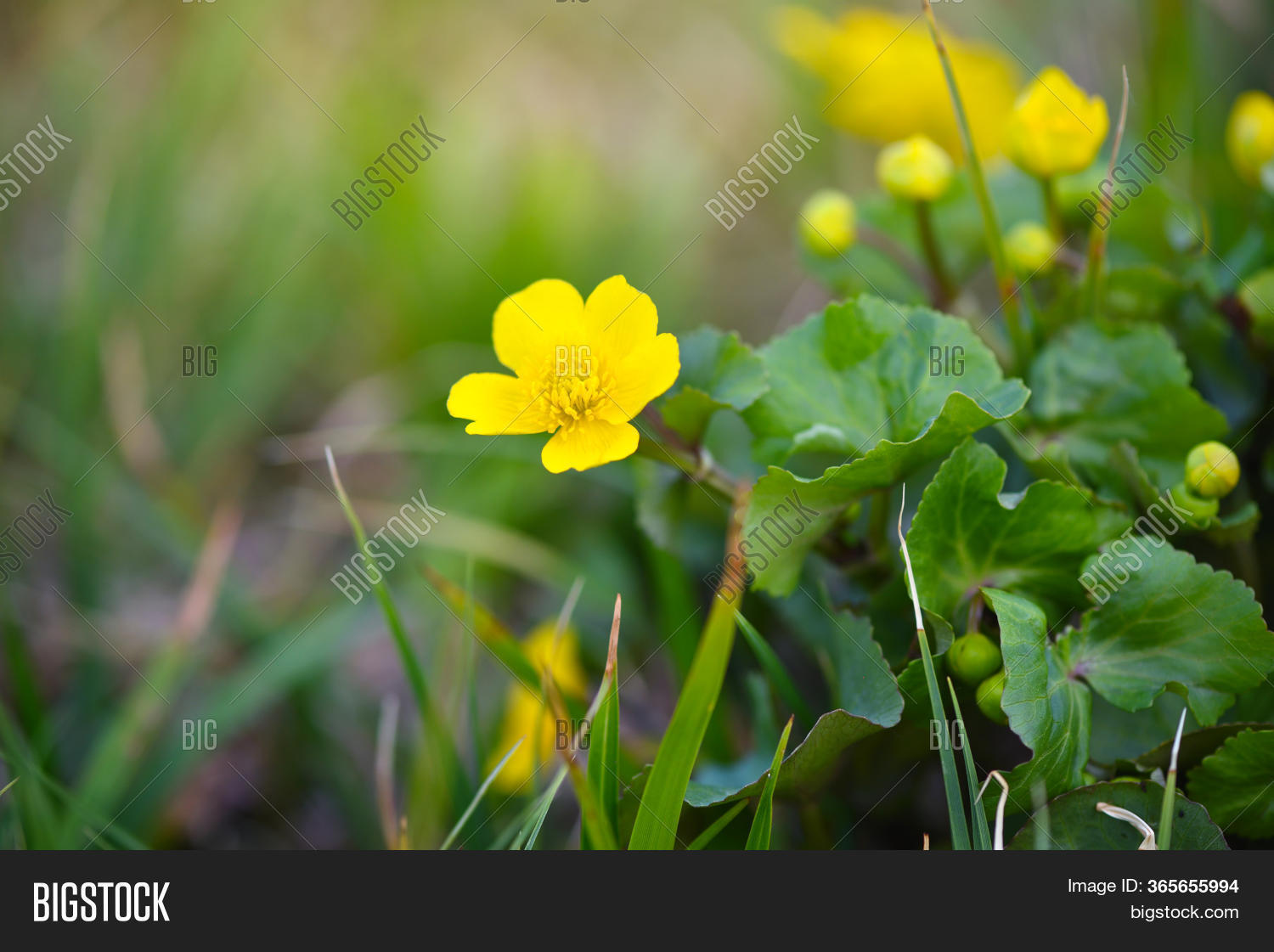 Flowering Marsh Image & Photo (Free Trial) | Bigstock