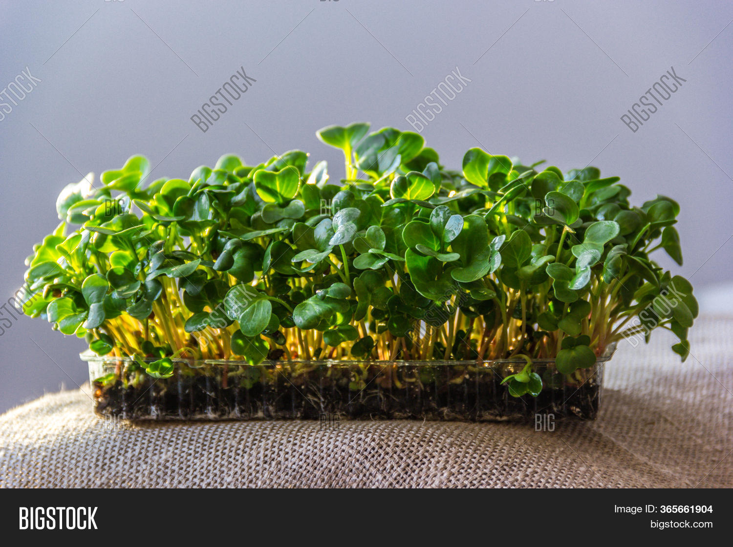 Fresh Raw Green Image & Photo (Free Trial) | Bigstock
