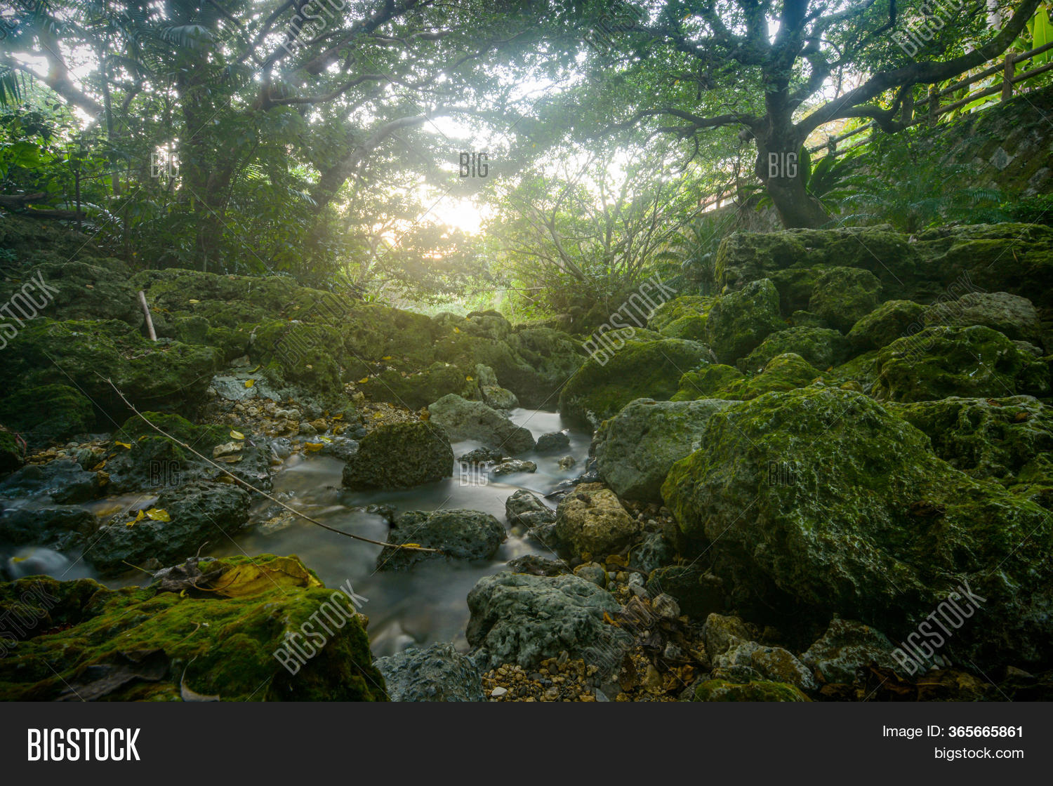 Shaded, Mossy Banks Image & Photo (Free Trial) | Bigstock