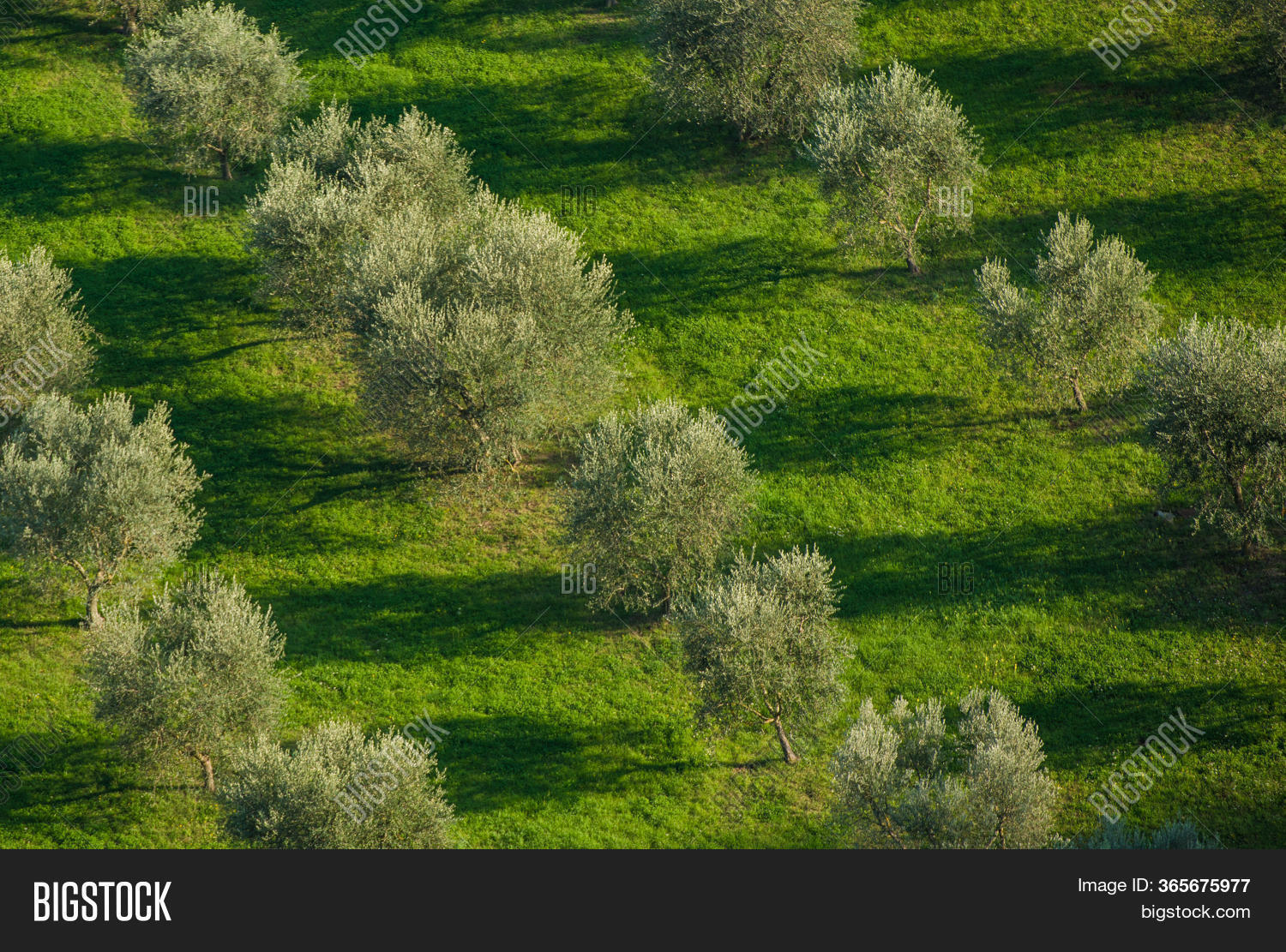Aerial View Vineyard Image & Photo (Free Trial) | Bigstock