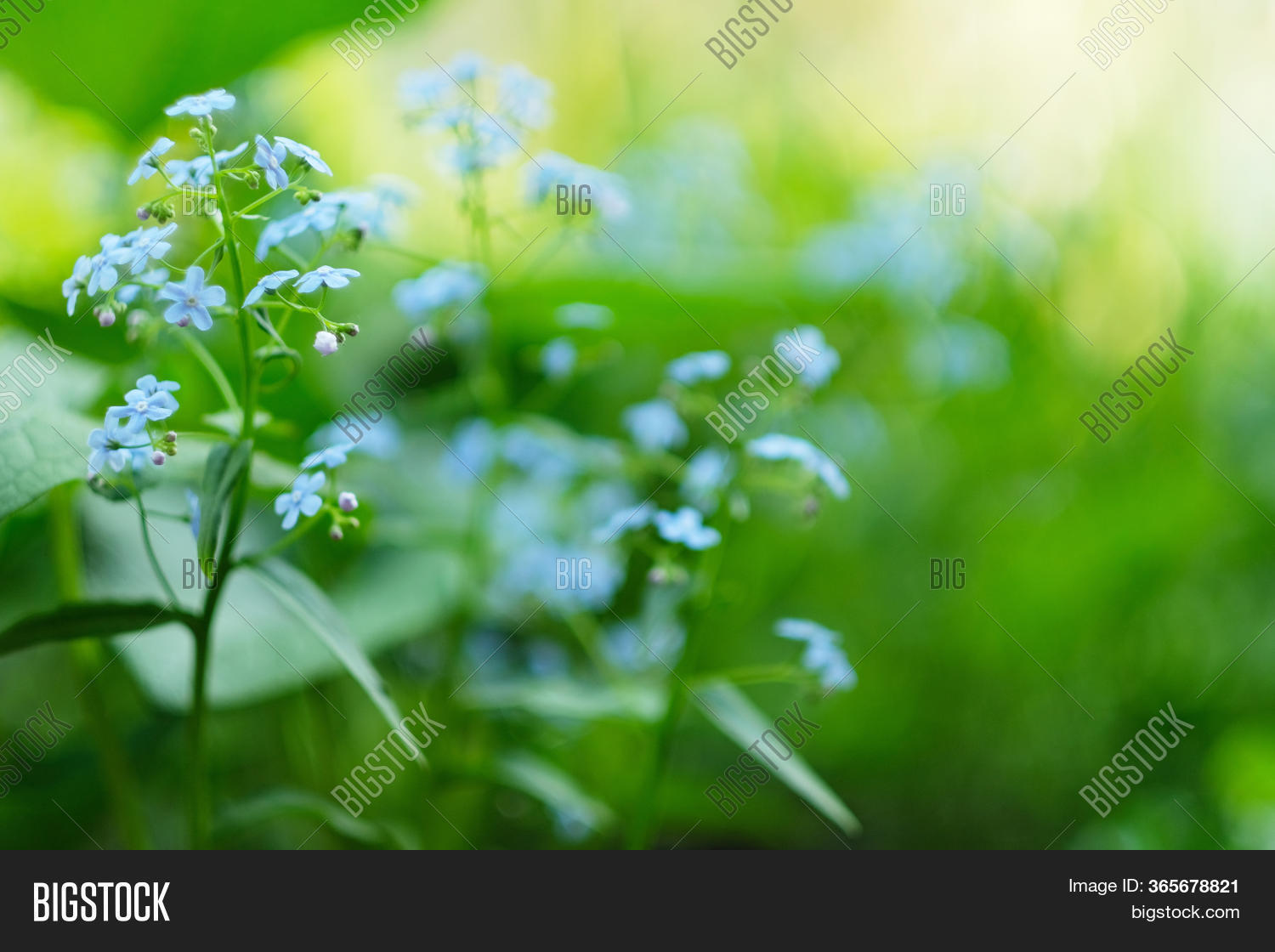 Brunnera Blue Flowers Image & Photo (Free Trial) | Bigstock