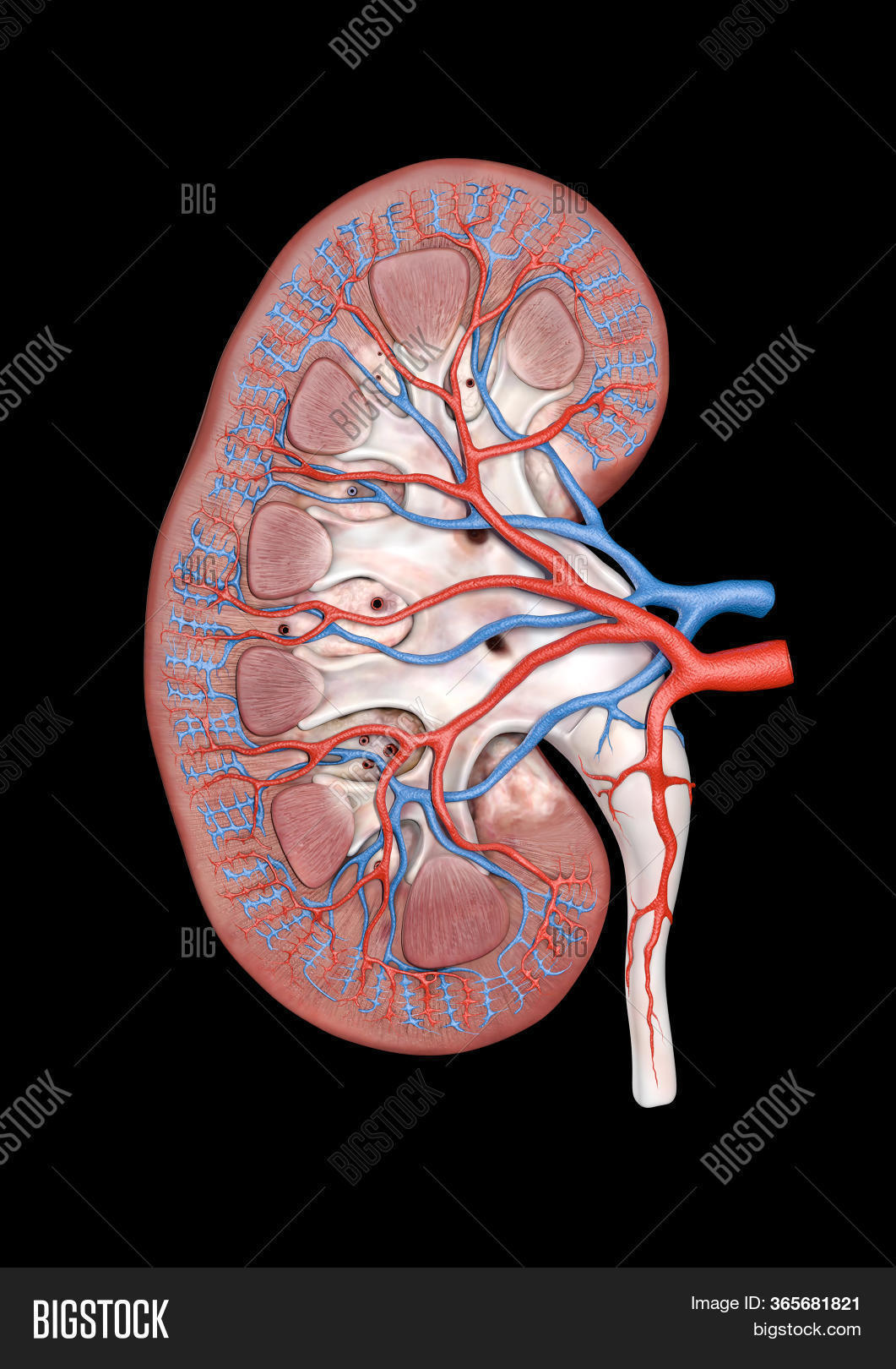 Human Kidney, Medical Image & Photo (Free Trial) | Bigstock