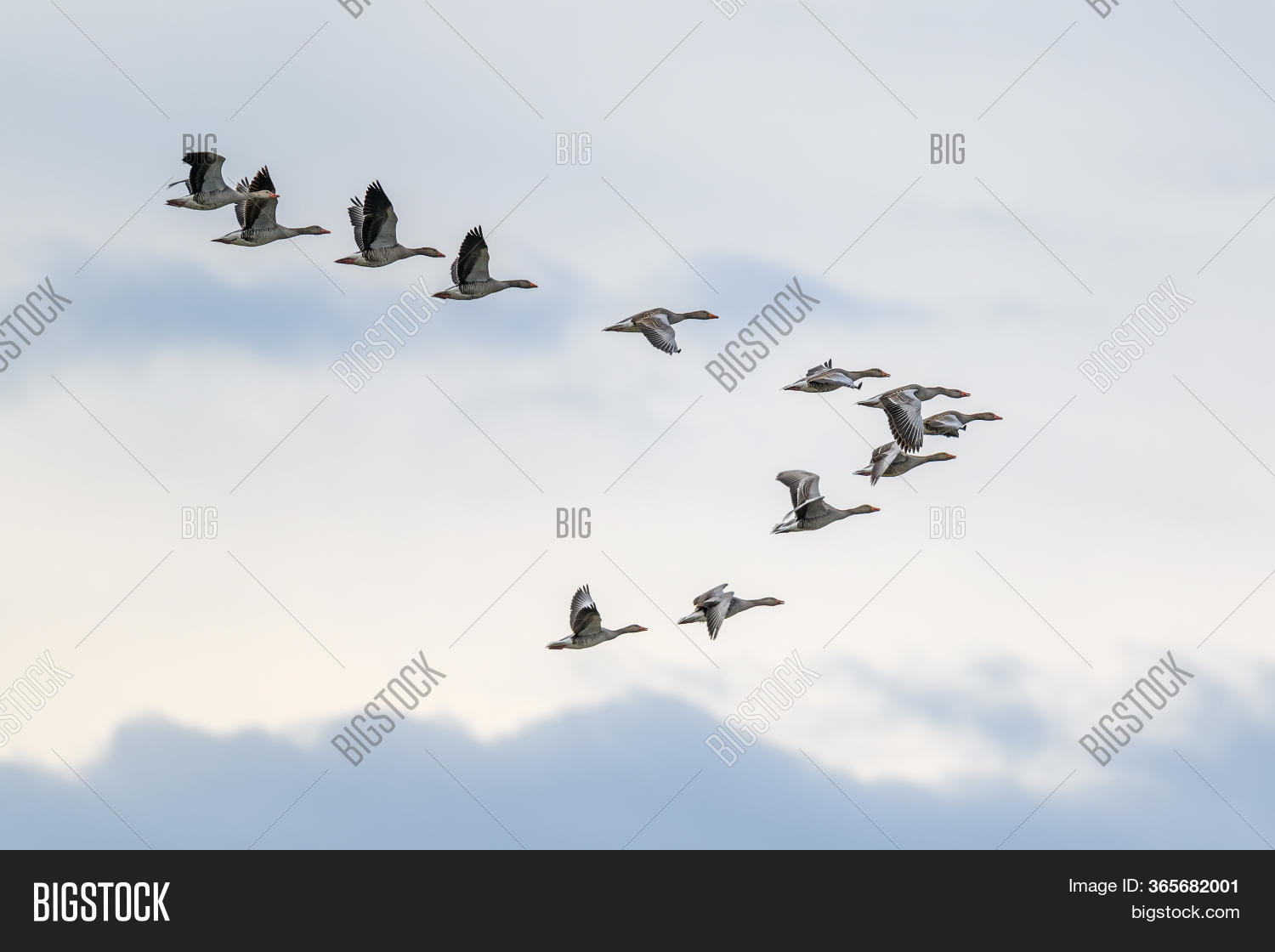 Flock Migrating Image & Photo (Free Trial) | Bigstock