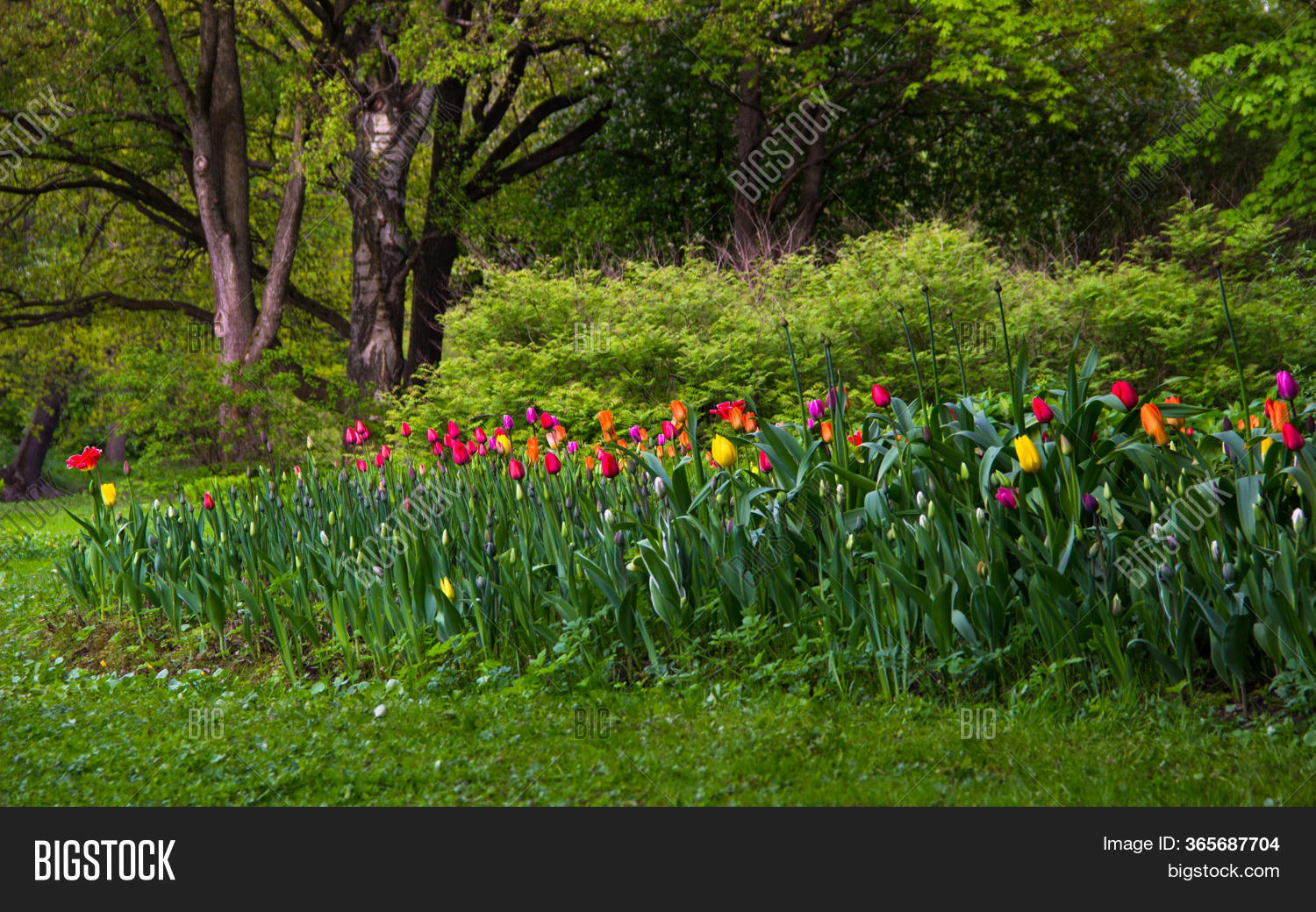 Tulips Flowers. Image & Photo (Free Trial) | Bigstock
