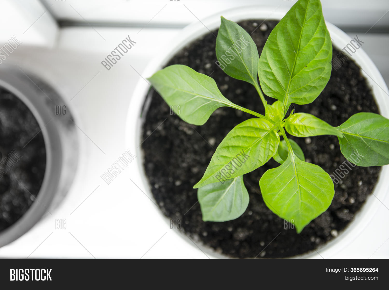 Set Young Seedlings. Image & Photo (Free Trial) | Bigstock