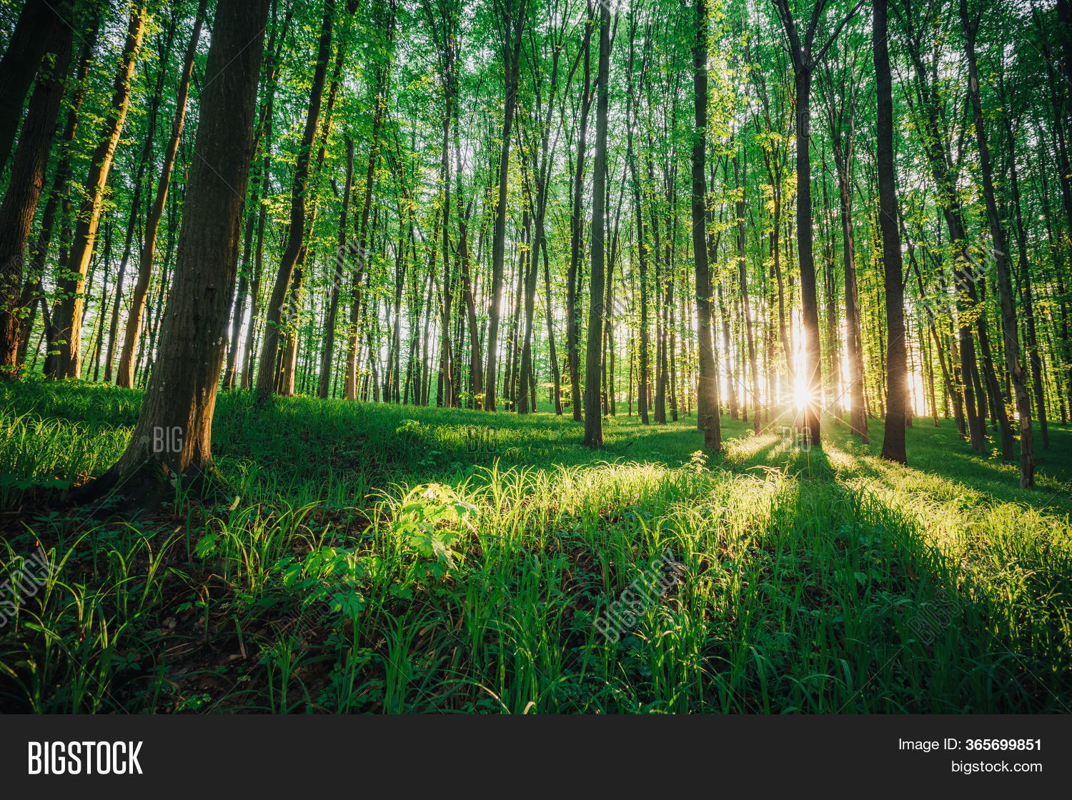 Spring Forest Trees. Image & Photo (Free Trial) | Bigstock