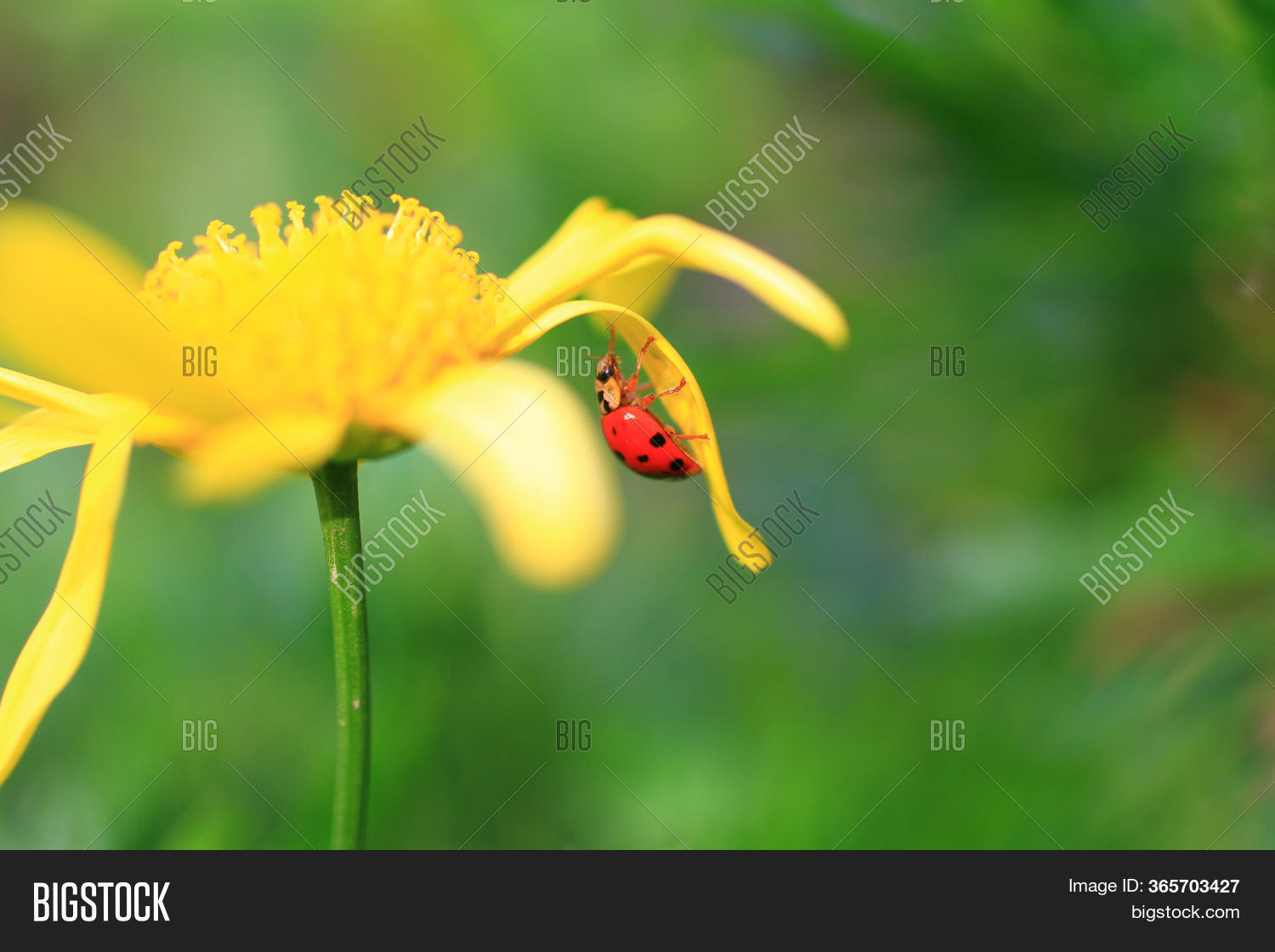 Ladybird (lady Bug), Image & Photo (Free Trial) | Bigstock