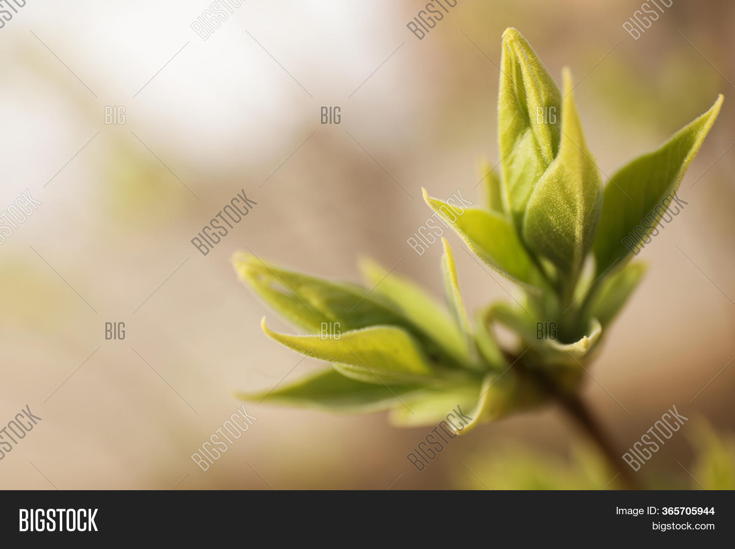 Closeup View Shrub Image & Photo (Free Trial) | Bigstock