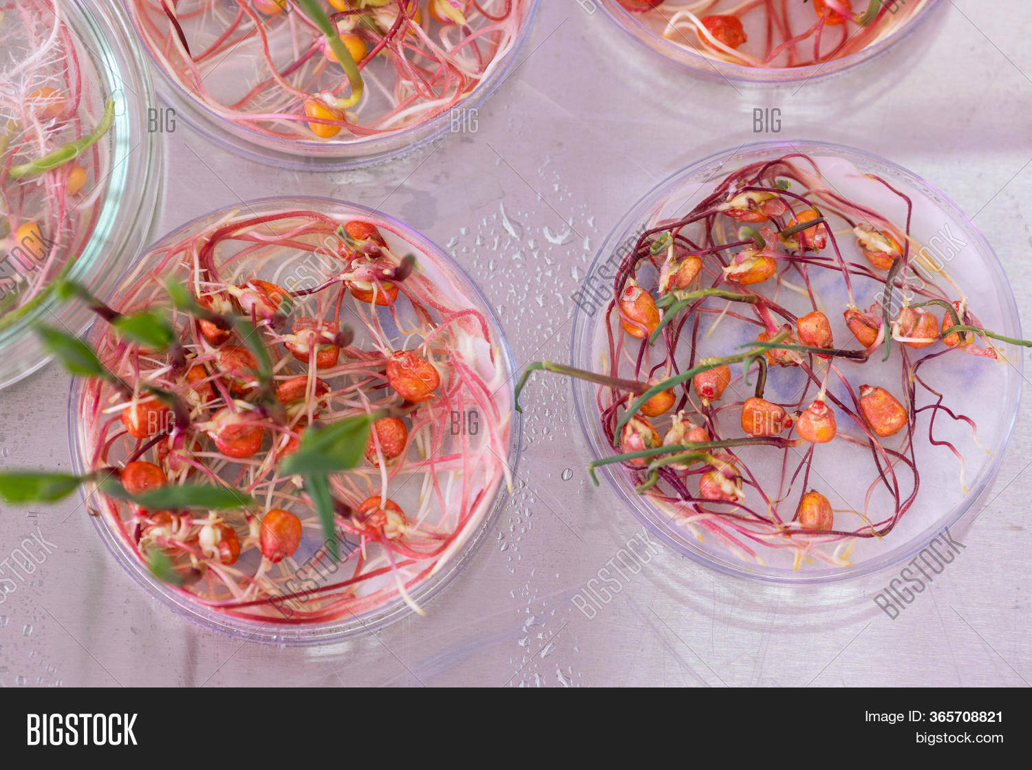 Sprouting Corn Seeds, Image & Photo (Free Trial) | Bigstock