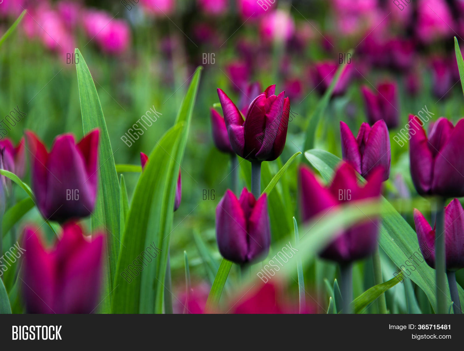 Tulips Background. Image & Photo (Free Trial) | Bigstock