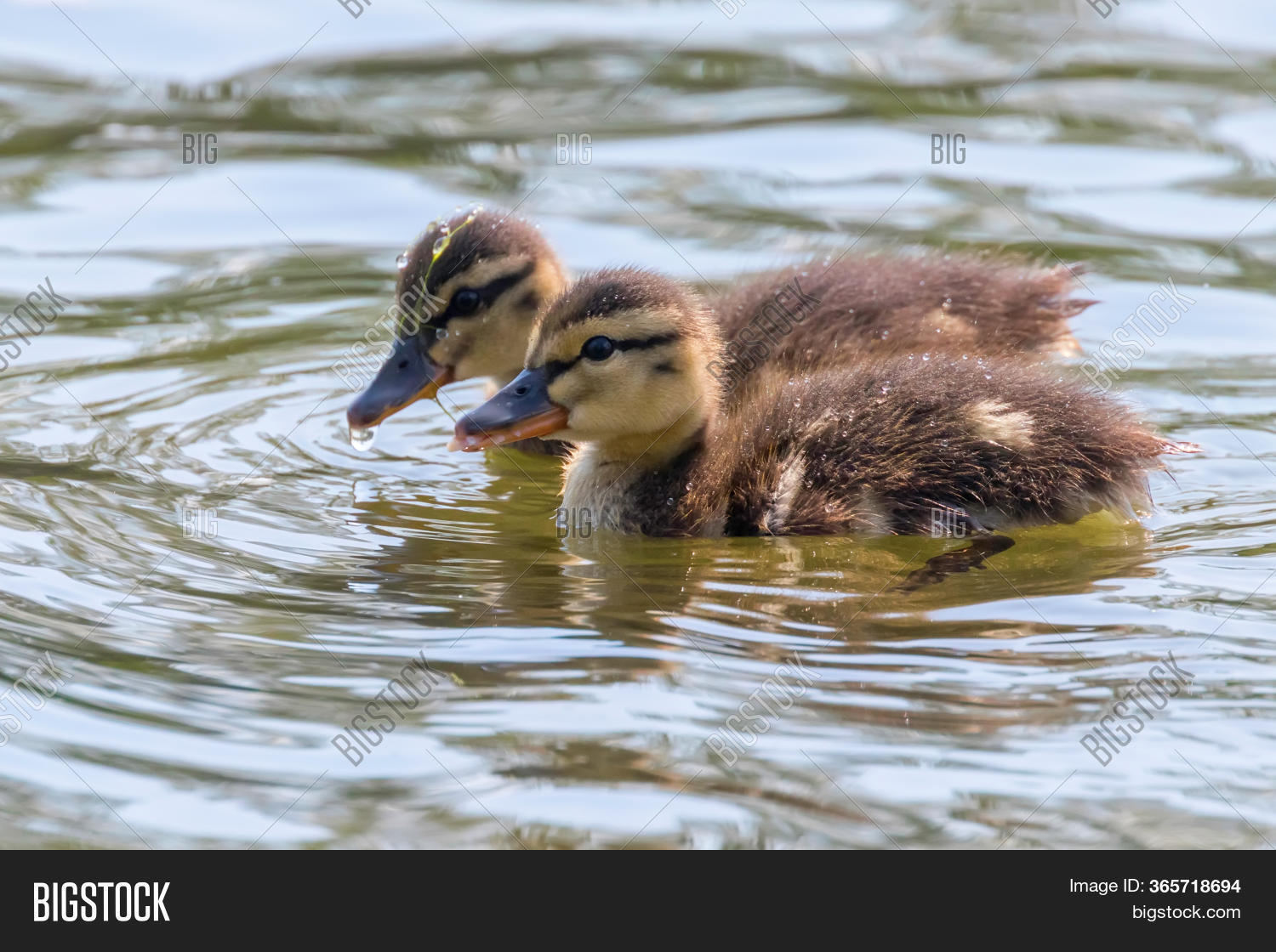 Ducklings Swimming, Image & Photo (Free Trial) | Bigstock