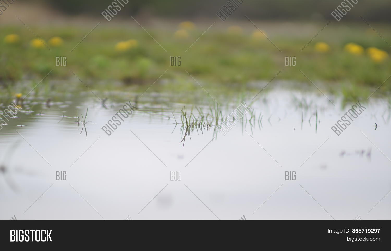 Puddle Water Among Image & Photo (Free Trial) | Bigstock