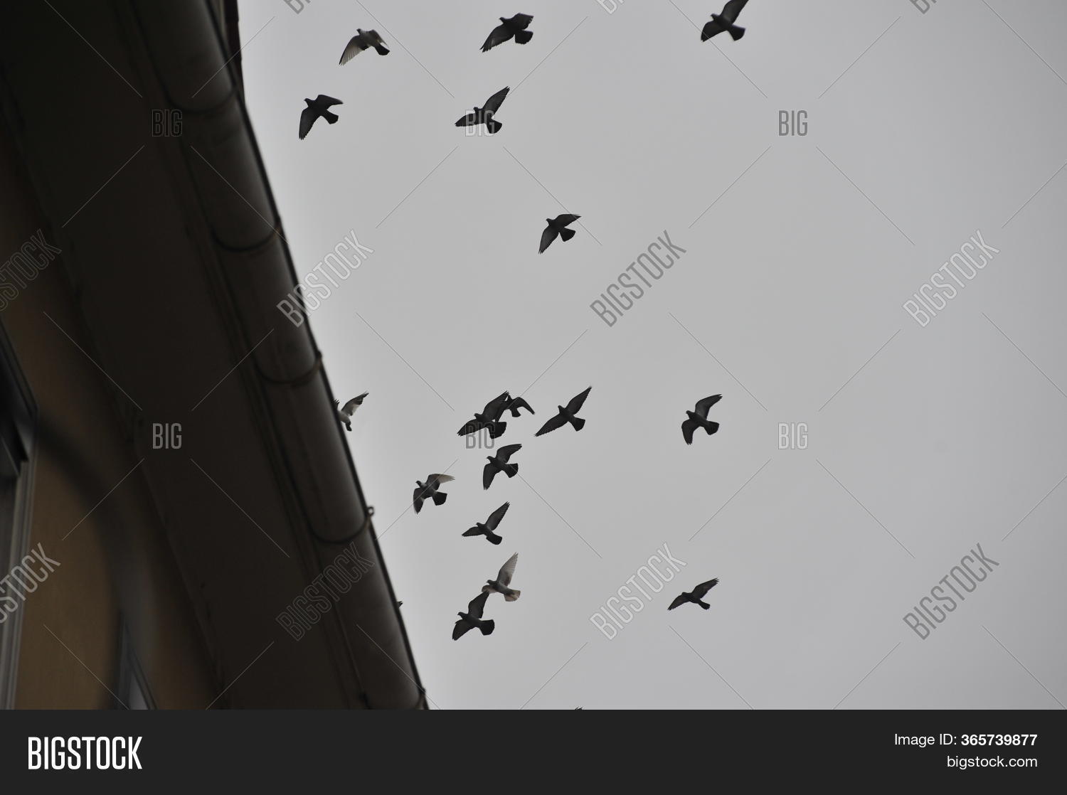 Flock Doves Flying Image & Photo (Free Trial) | Bigstock