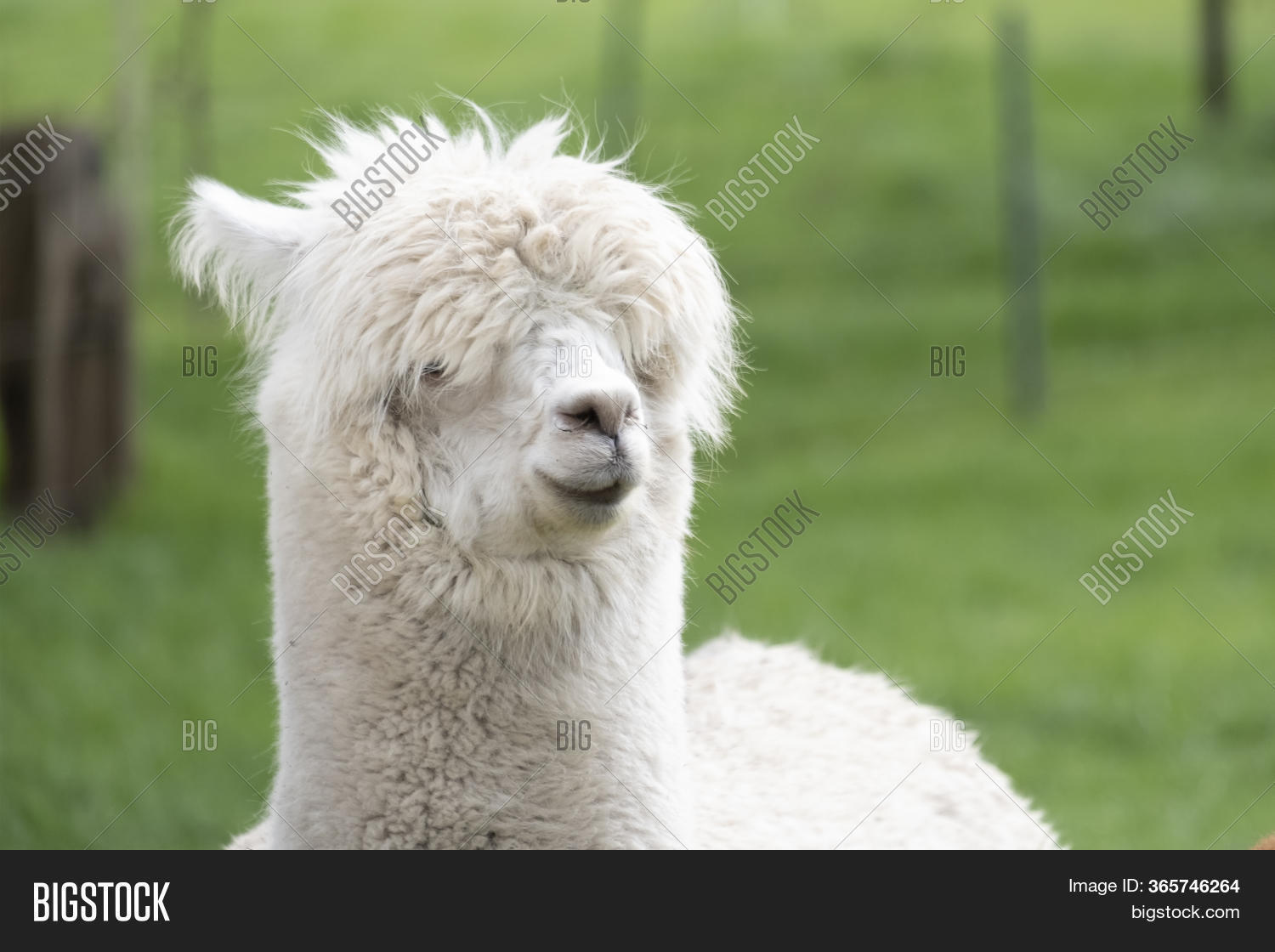 White Alpaca, White Image & Photo (Free Trial) | Bigstock