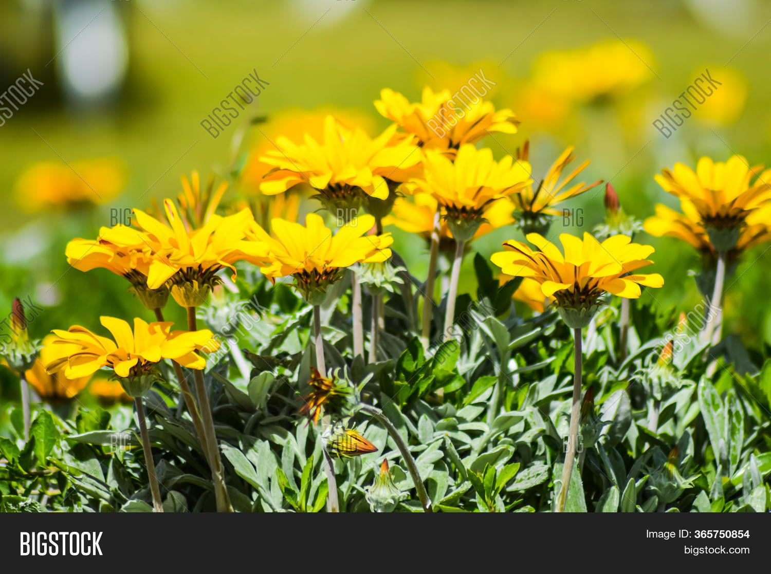 Dimorphotheca Sinuata Image & Photo (Free Trial) | Bigstock