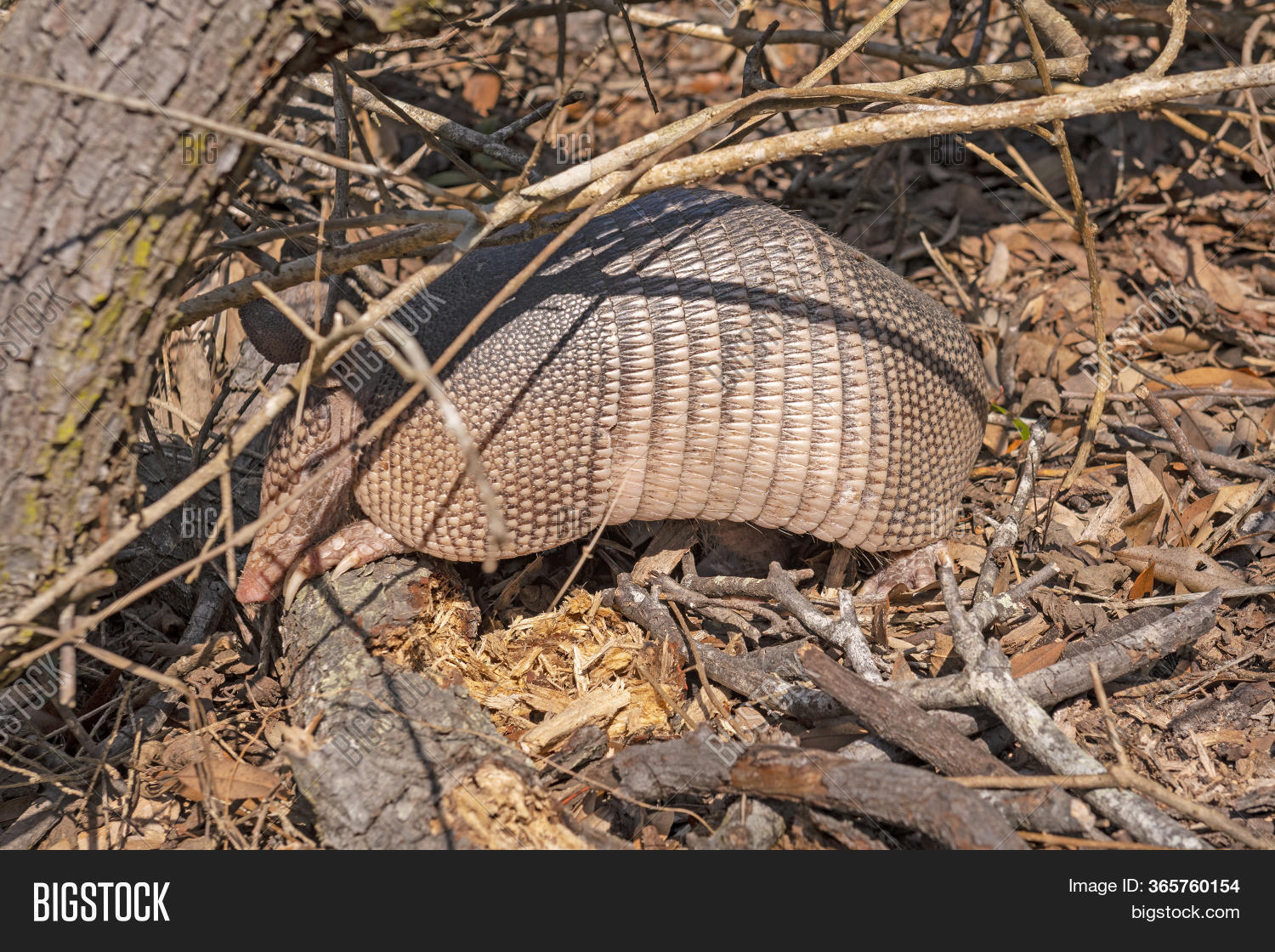 Nine Banded Armadillo Image & Photo (Free Trial) | Bigstock