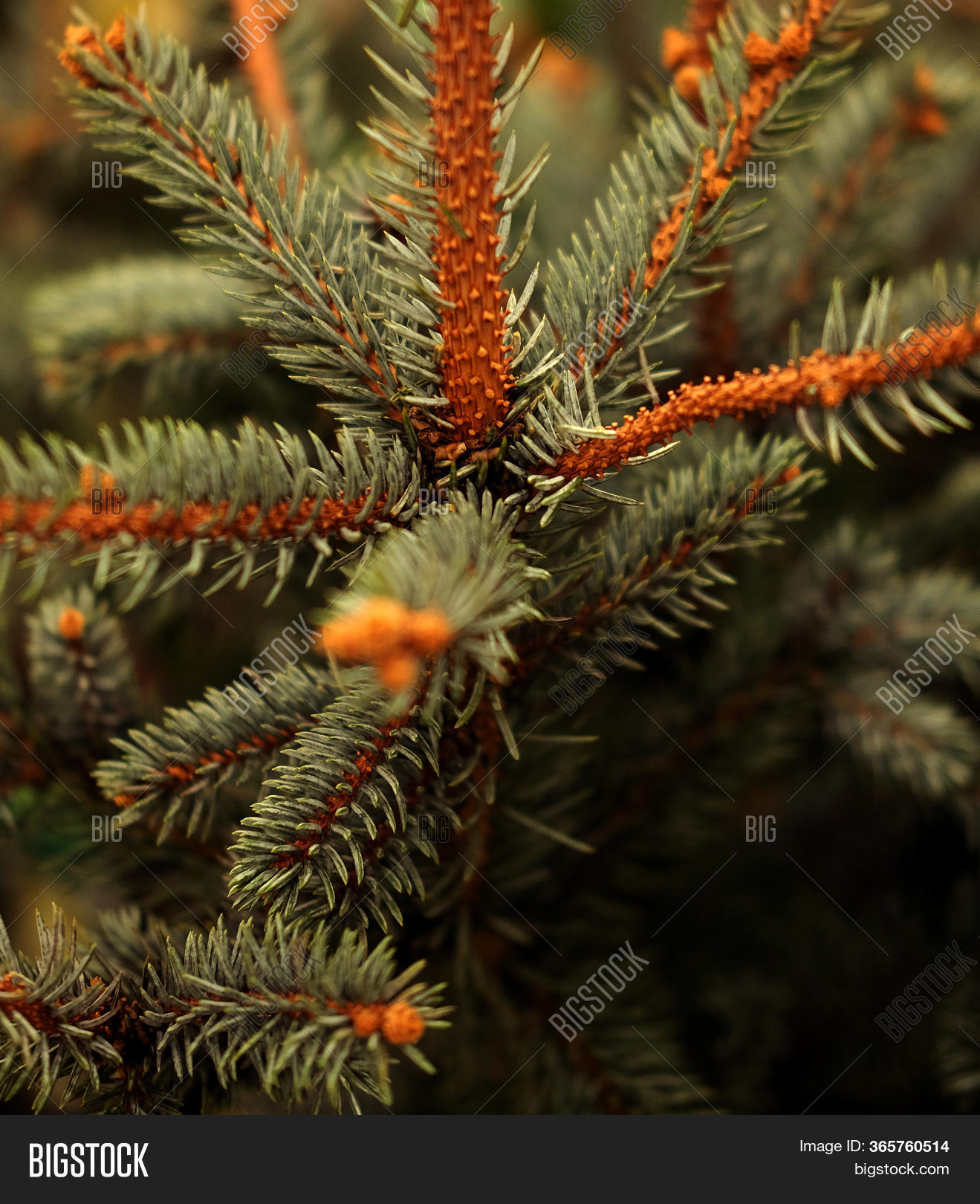 Saplings Pine, Spruce Image & Photo (Free Trial) | Bigstock