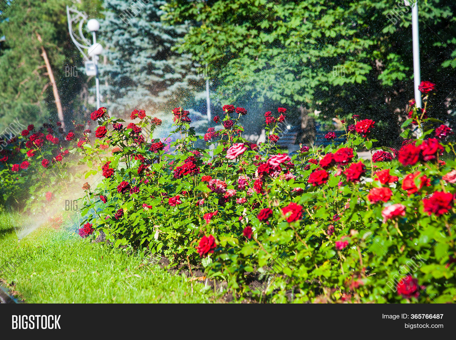 Watering Lawn Rose Image & Photo (Free Trial) | Bigstock