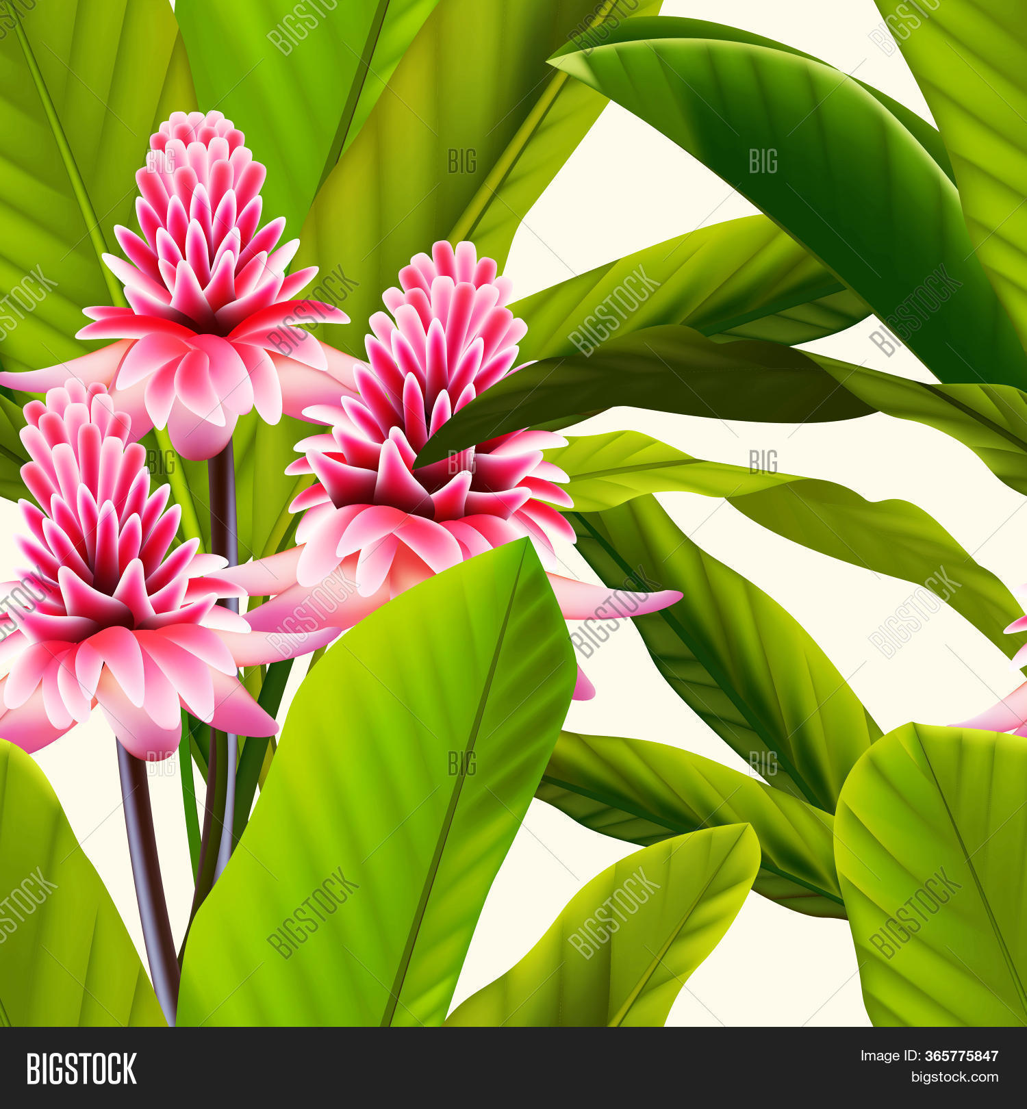 Red Ginger Leaves. Image & Photo (Free Trial) | Bigstock
