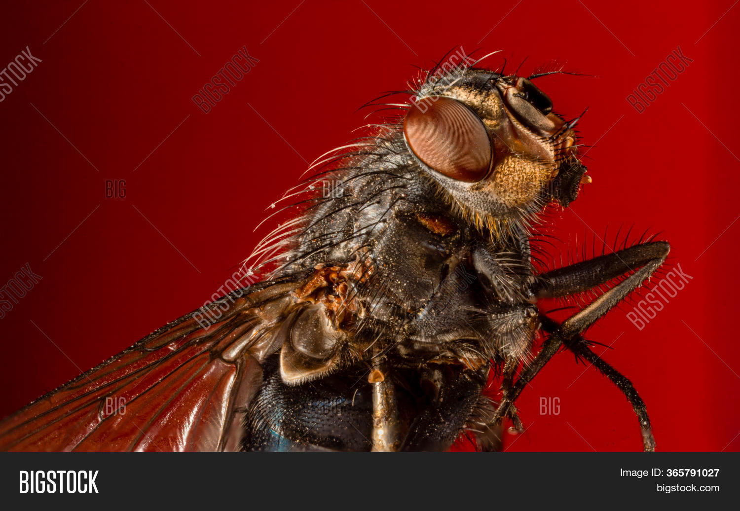 Macro Photo Fly Image & Photo (Free Trial) | Bigstock