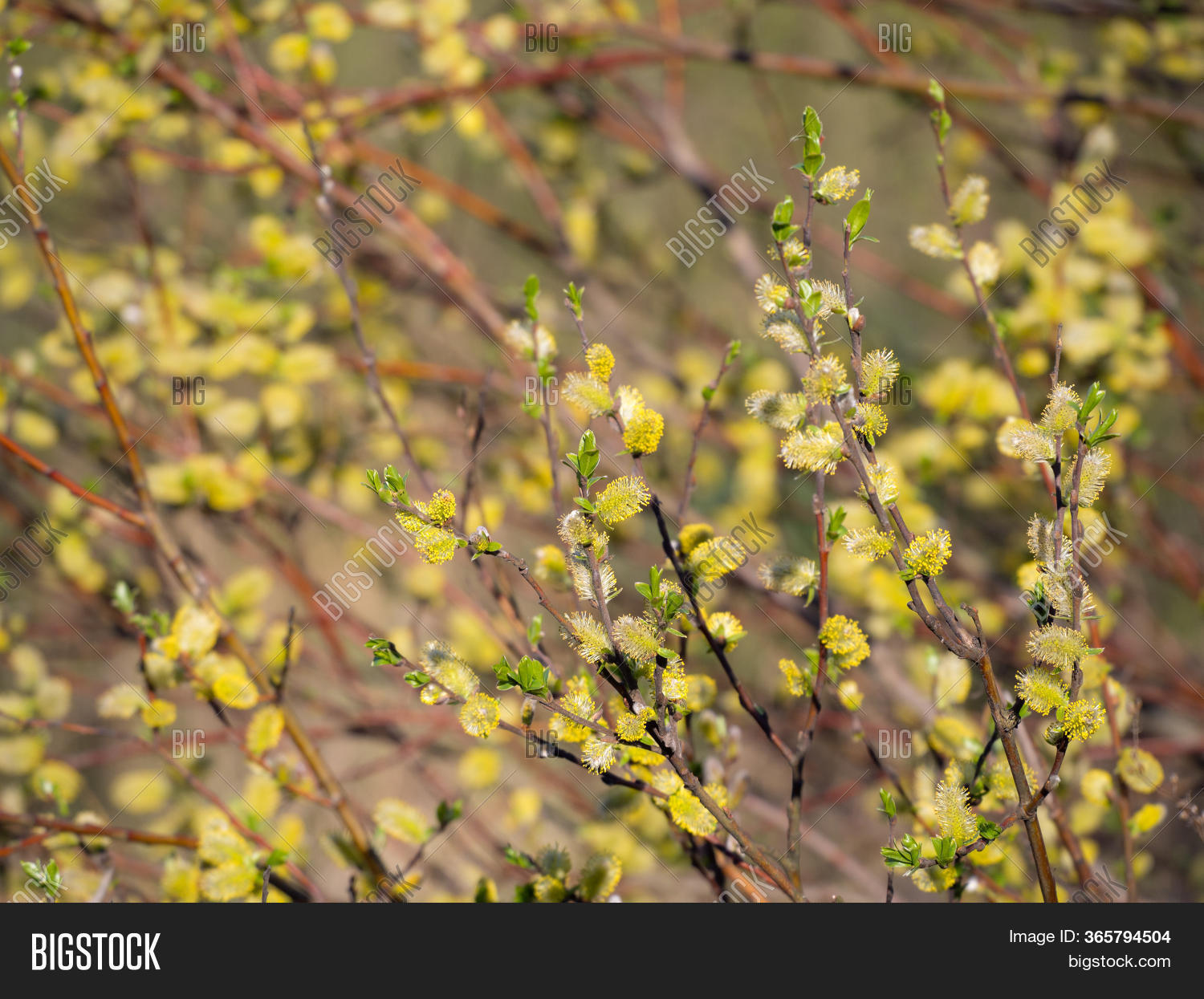 Blooming Willow Image & Photo (Free Trial) | Bigstock