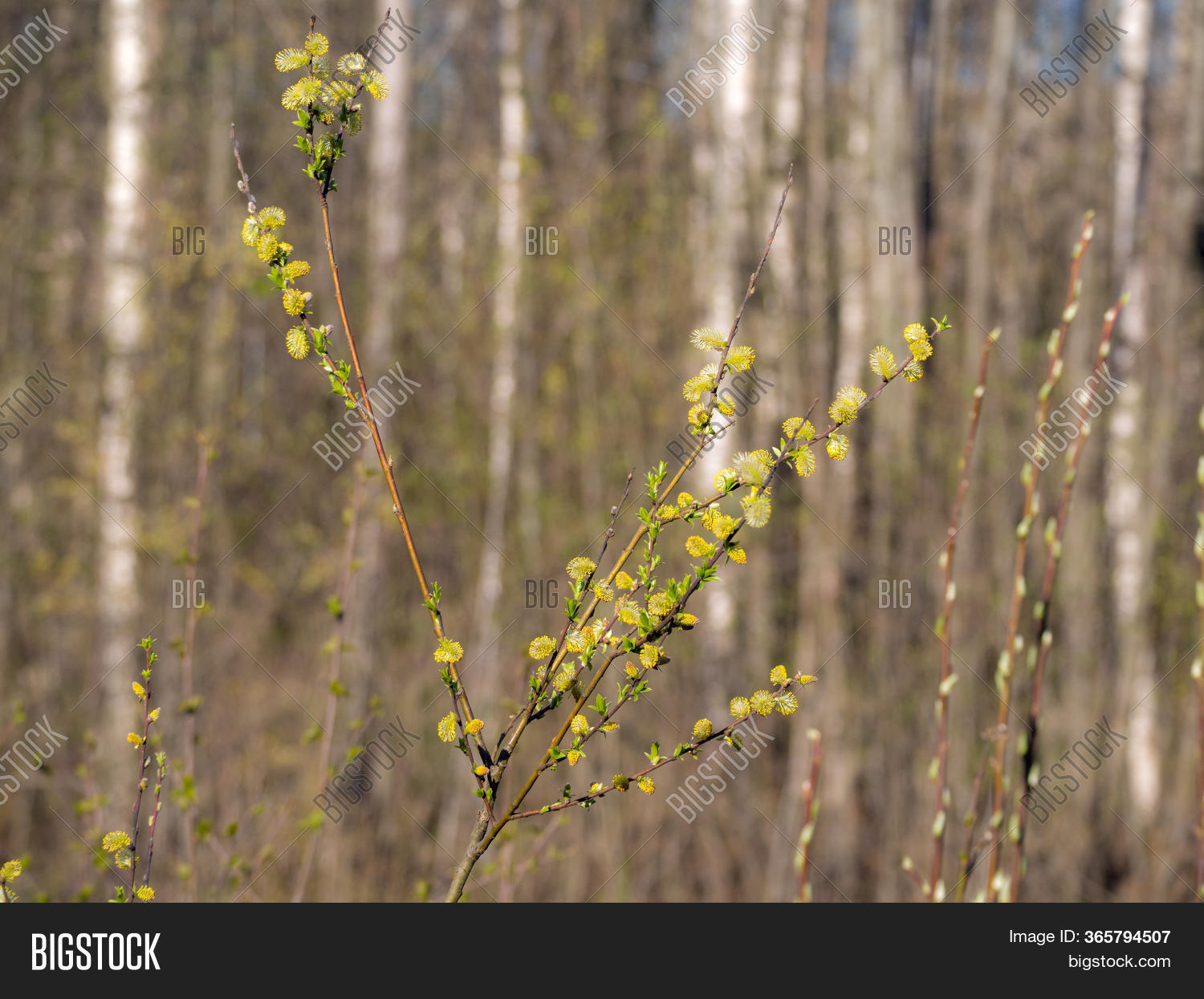 Blooming Willow Image & Photo (Free Trial) | Bigstock