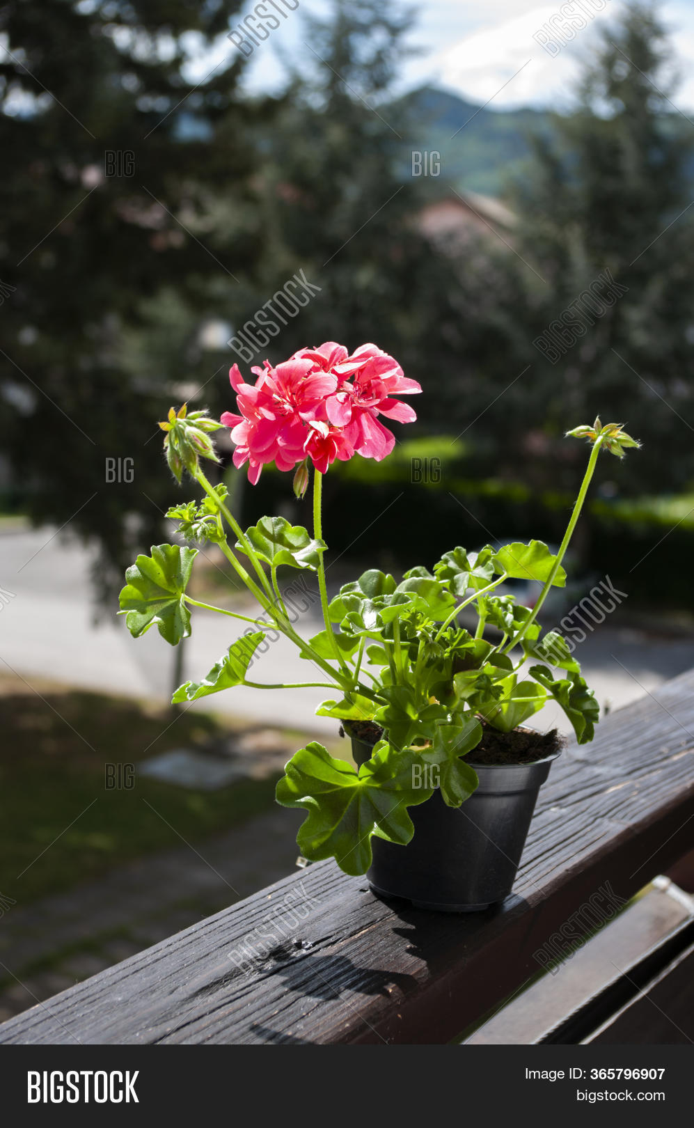 Potted Plant Geranium Image & Photo (Free Trial) | Bigstock