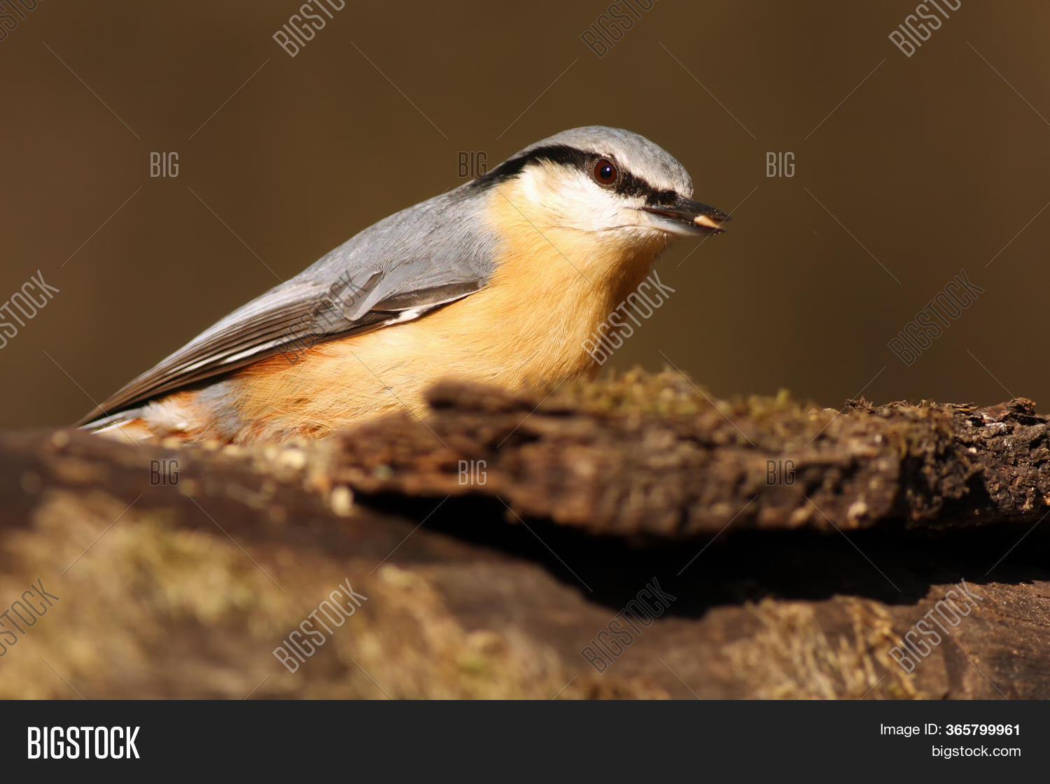 Eurasian Nuthatch Wood Image & Photo (Free Trial) | Bigstock