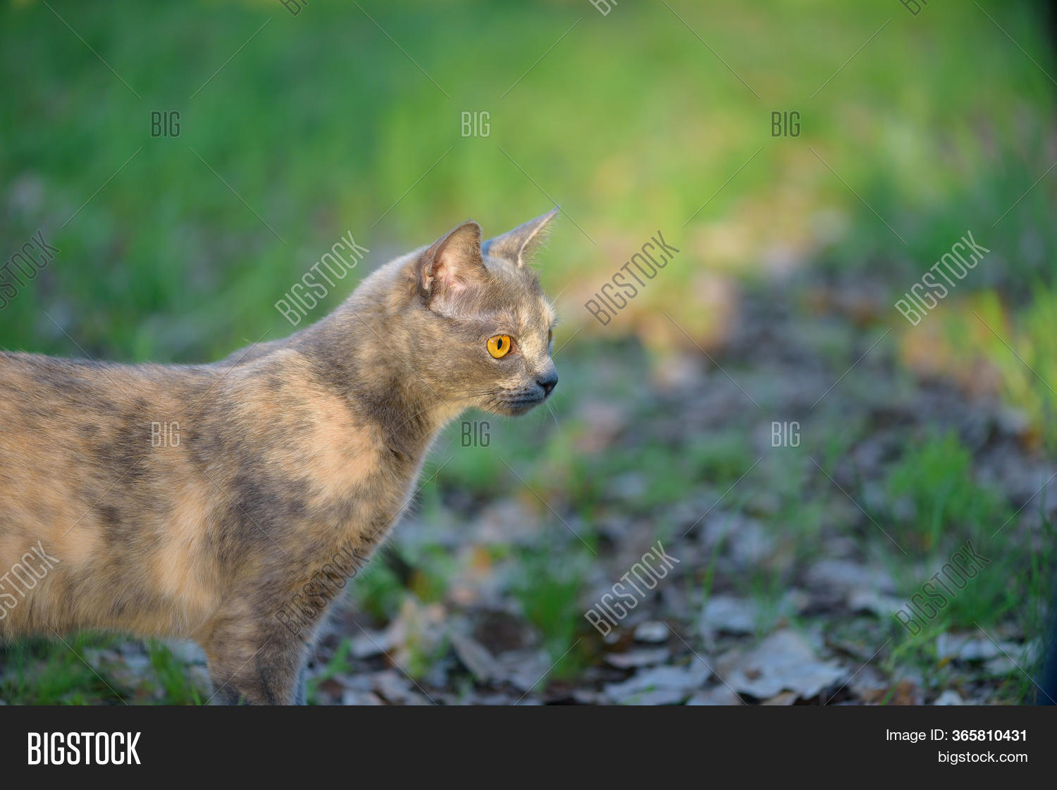 Grey Cat Nature Grass Image & Photo (Free Trial) | Bigstock
