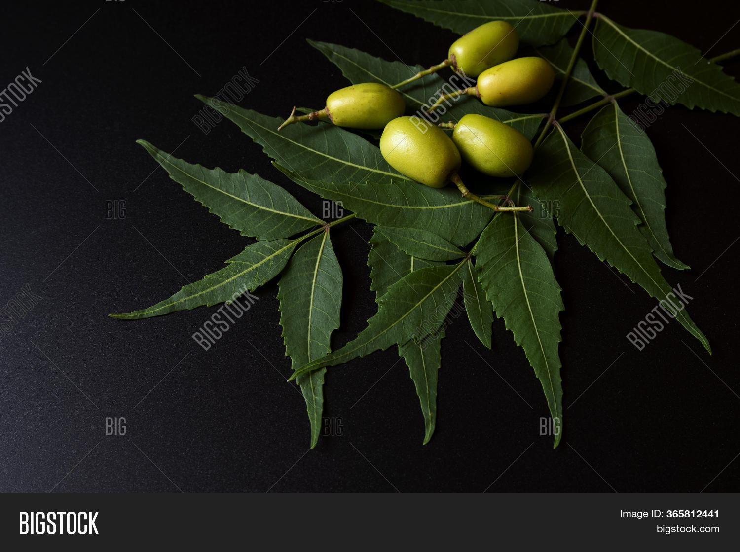 Neem Leaves Dried Image & Photo (Free Trial) | Bigstock