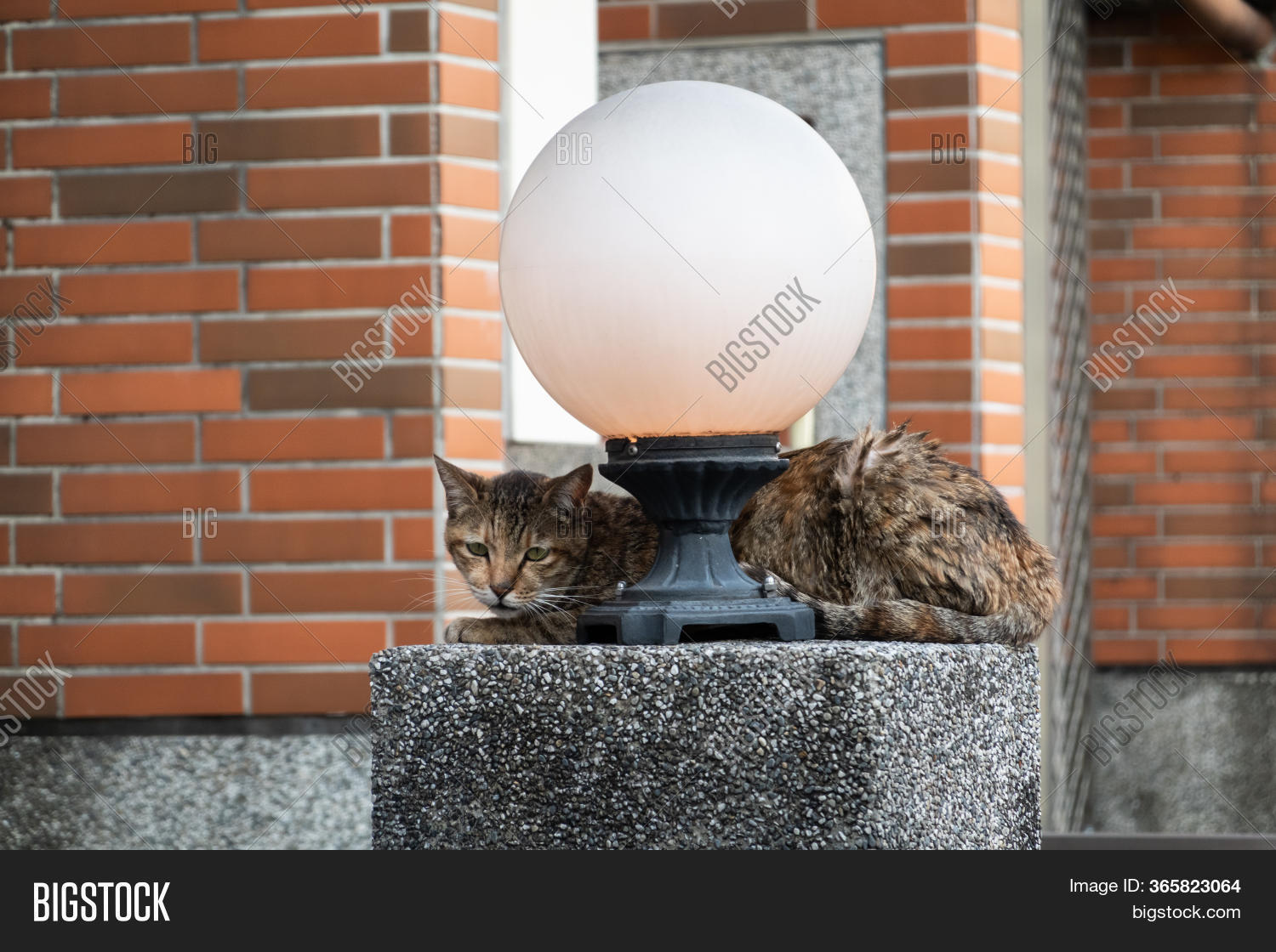 Stray Fat Tabby Cat Image & Photo (Free Trial) | Bigstock
