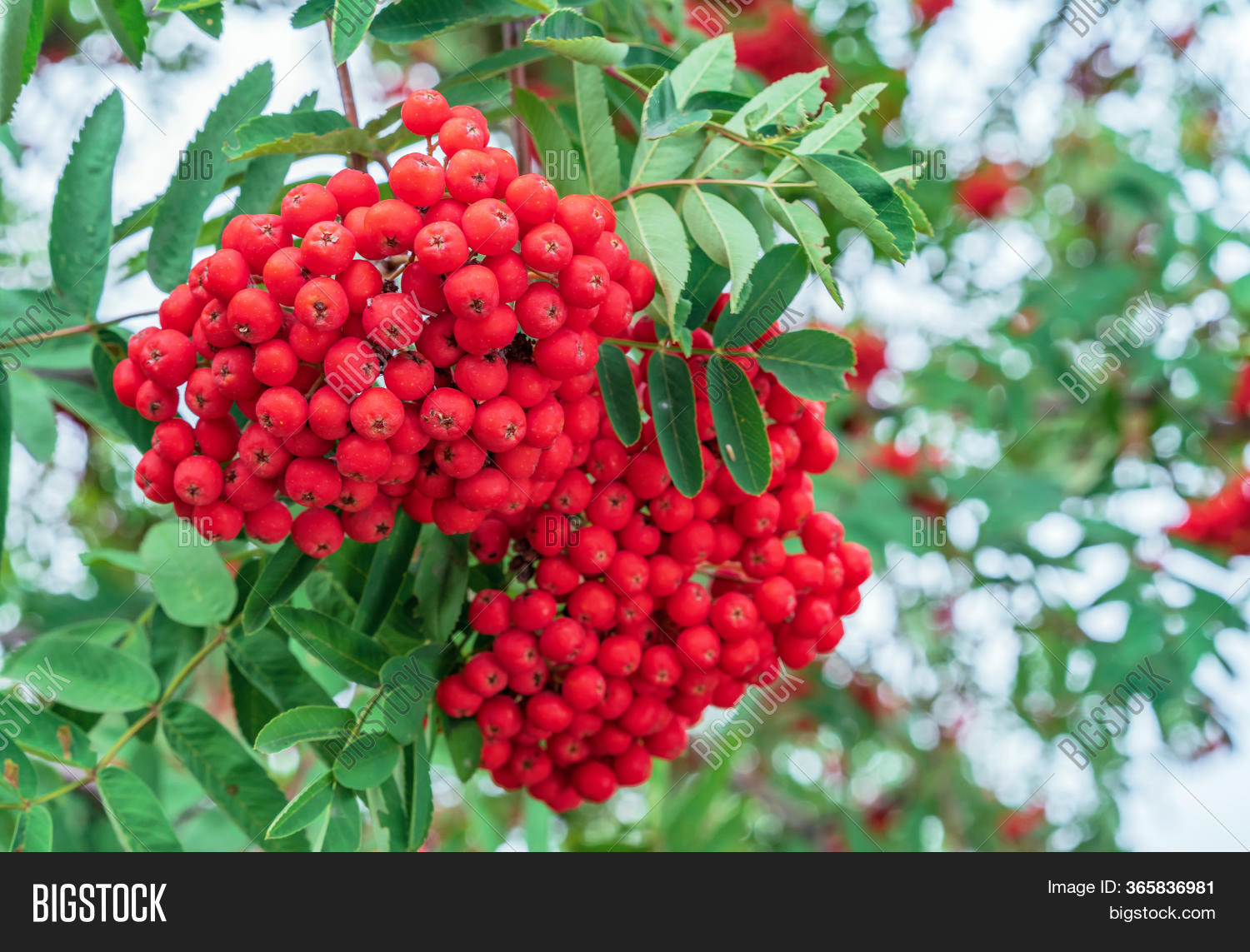 Red Rowan Berries. Image & Photo (Free Trial) | Bigstock