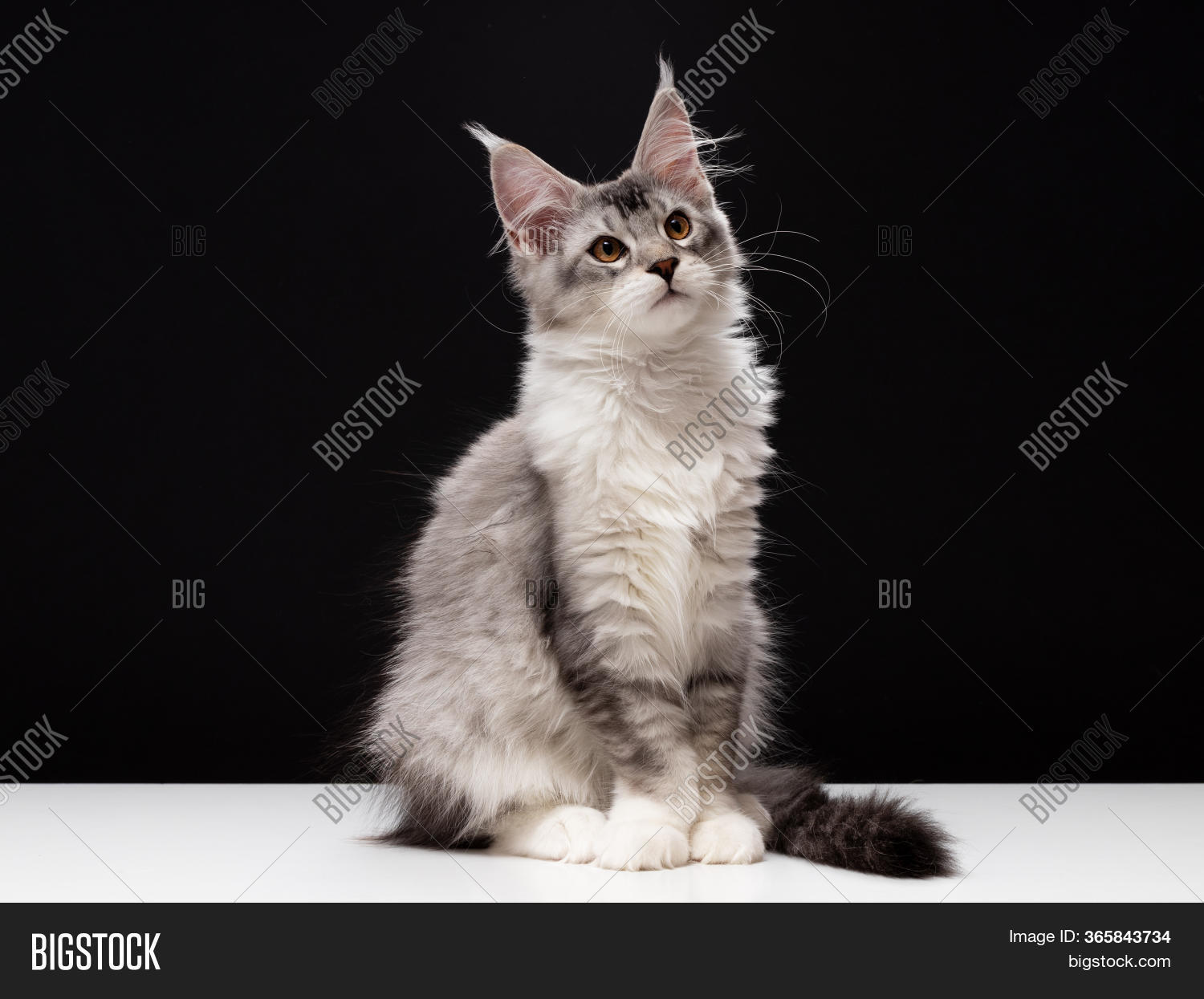 Beautiful Silver Cat Image & Photo (Free Trial) | Bigstock