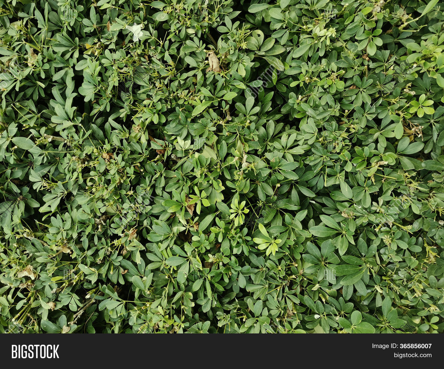 Green Shrubs Texture Image & Photo (Free Trial) | Bigstock