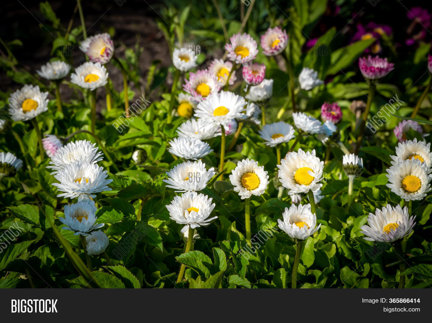 Onset Heat May, Bright Image & Photo (Free Trial) | Bigstock