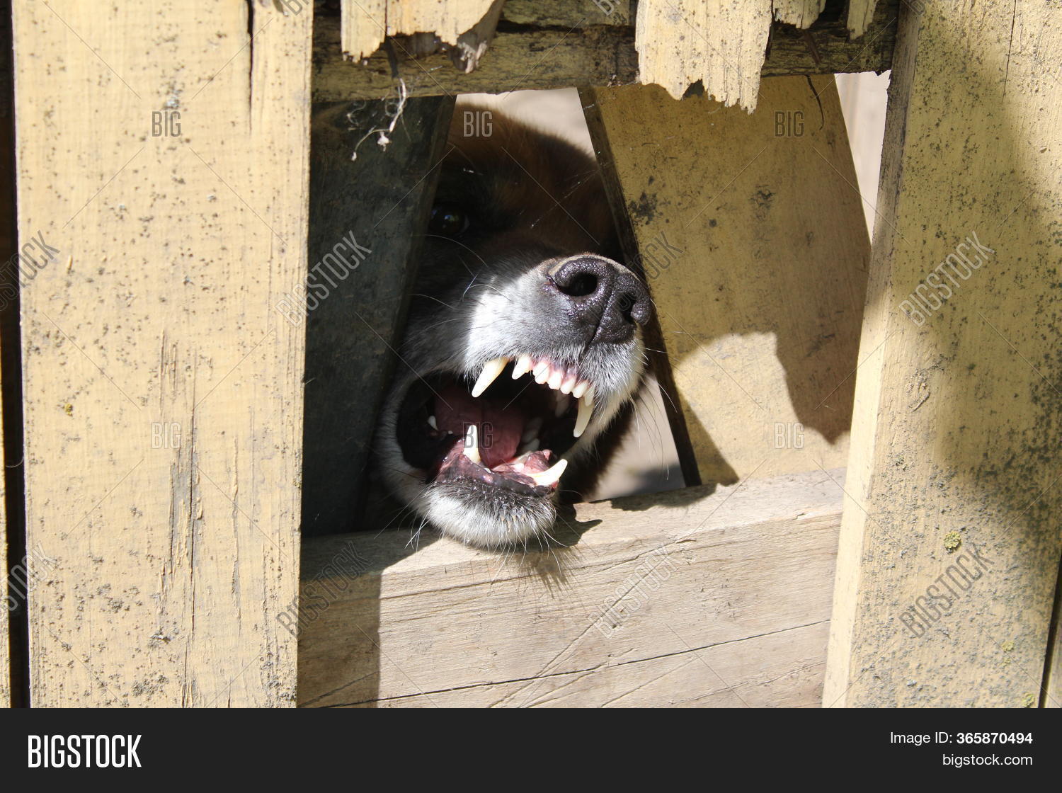 Angry Dog Barks Guards Image & Photo (Free Trial) | Bigstock