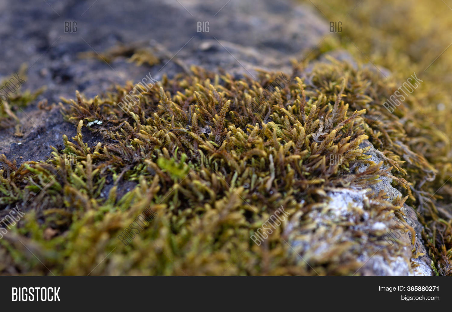Beautiful Green Moss Image & Photo (Free Trial) | Bigstock