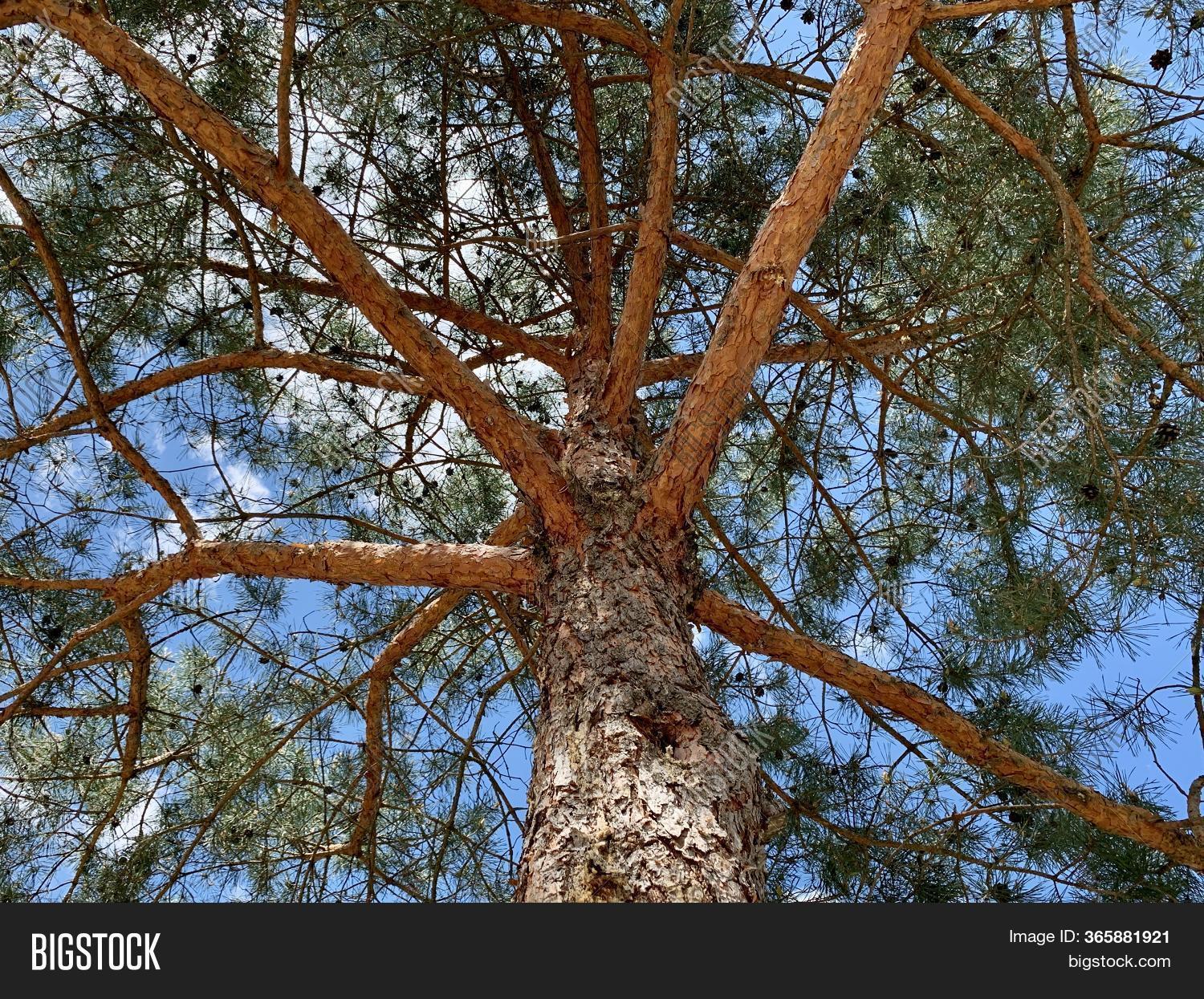 Large Coniferous Tree Image & Photo (Free Trial) | Bigstock