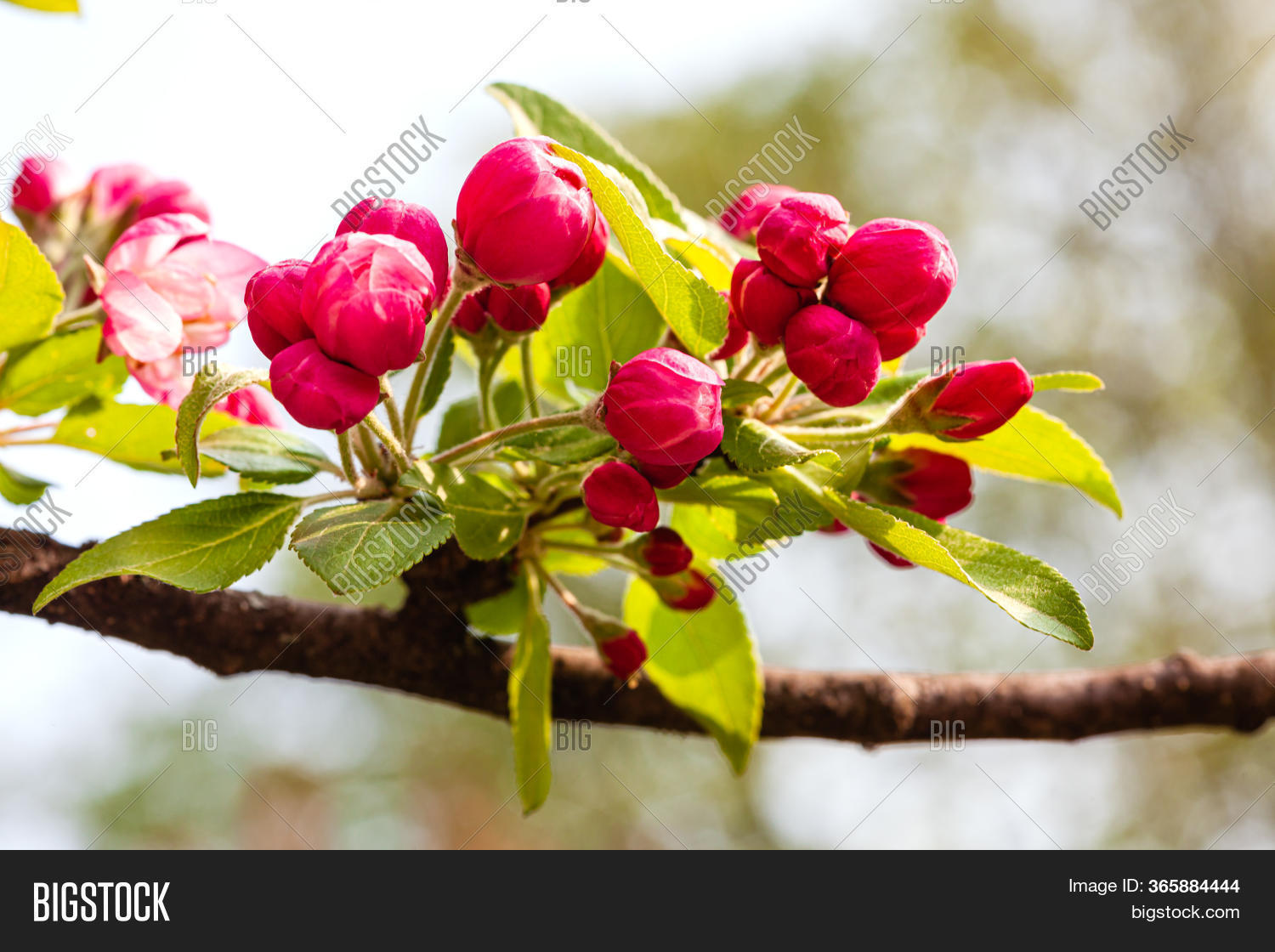 Branch Pink Apple Image & Photo (Free Trial) | Bigstock