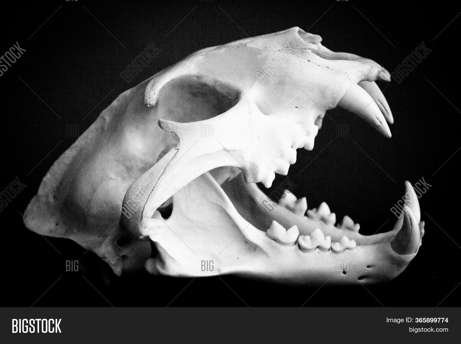 Dead Mammal Animal Image & Photo (Free Trial) | Bigstock