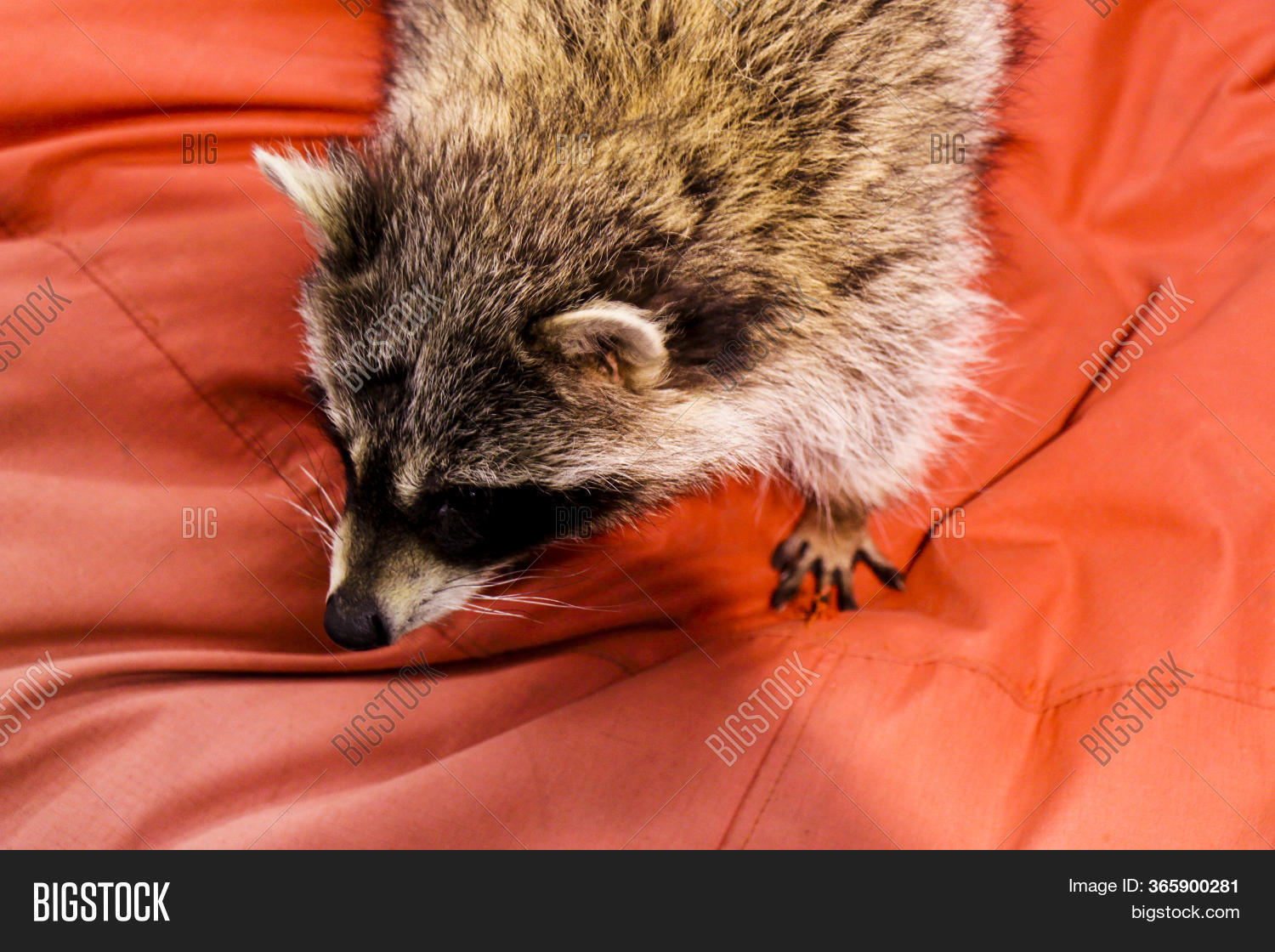 Furry Raccoon On Red Image & Photo (Free Trial) | Bigstock