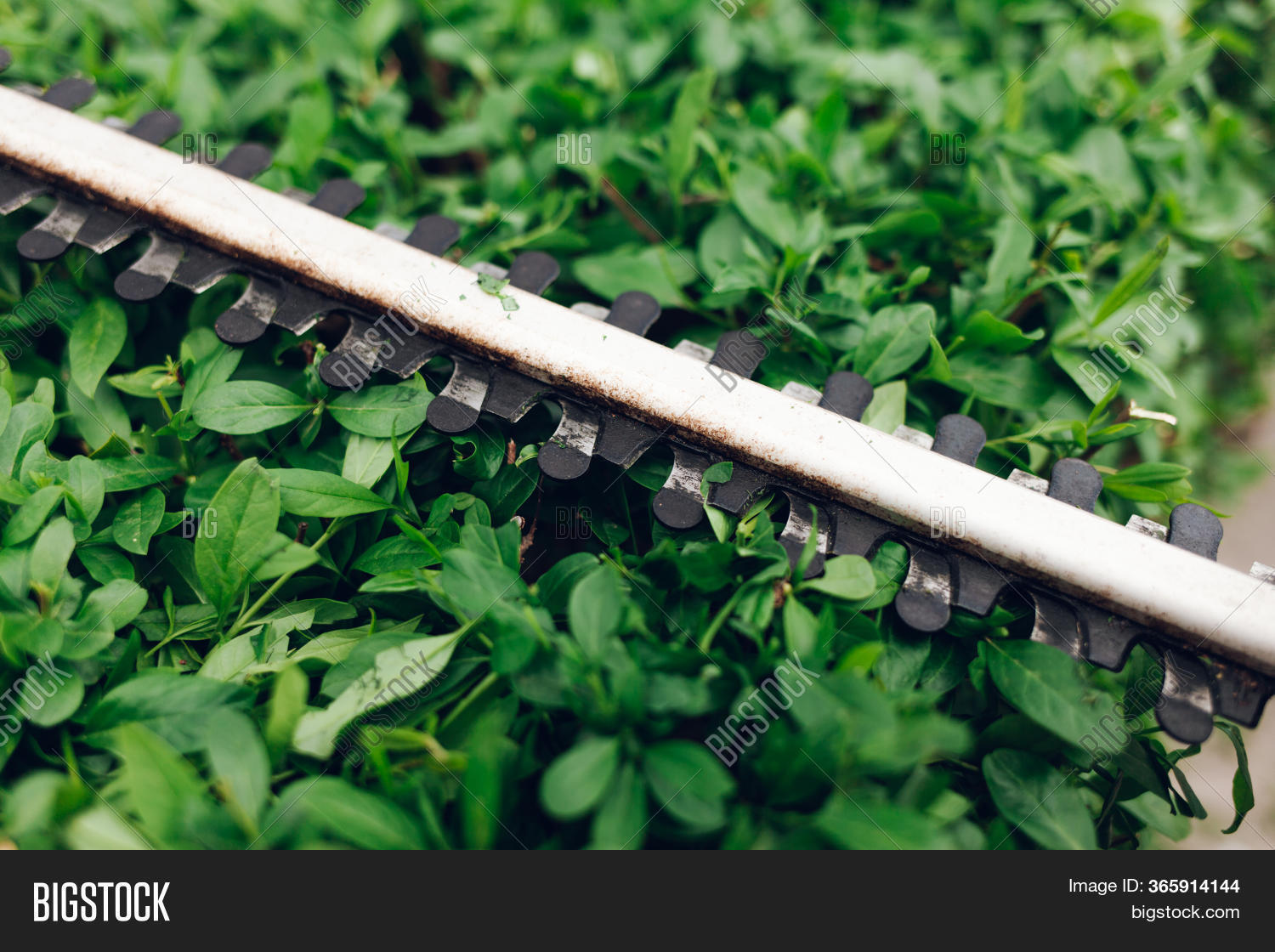 Bush Cutter Blades On Image & Photo (Free Trial) | Bigstock
