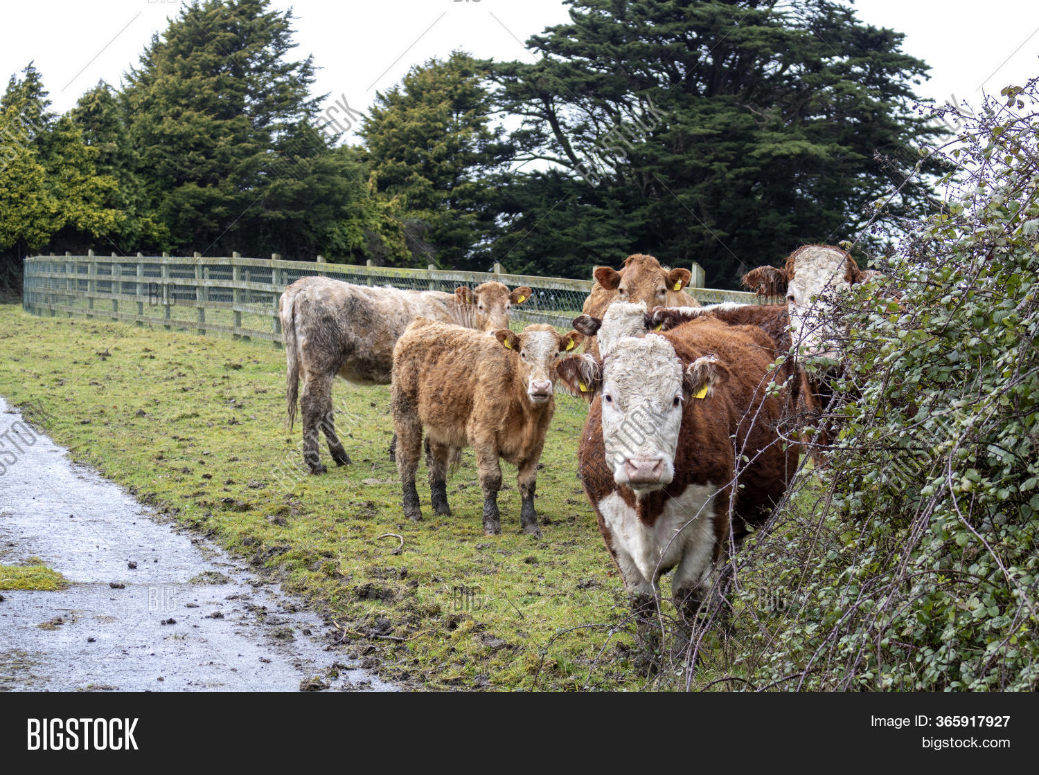 Bulls On Farm Stall. Image & Photo (Free Trial) | Bigstock