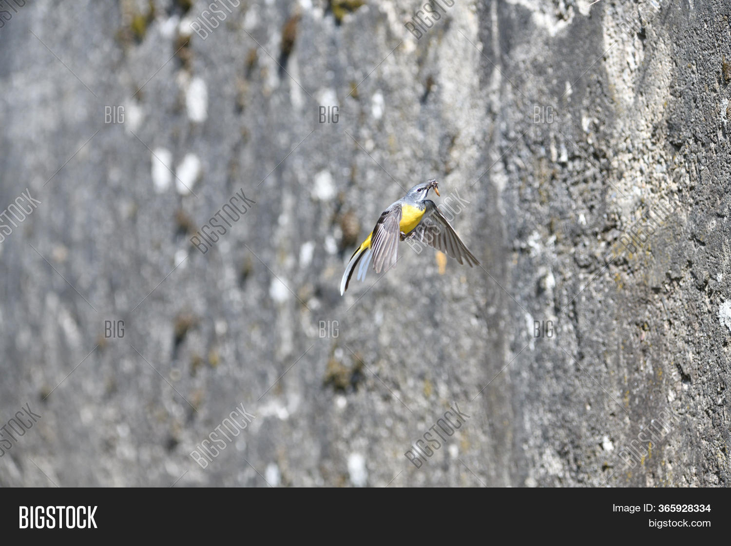 Grey Wagtail Flying Image & Photo (Free Trial) | Bigstock