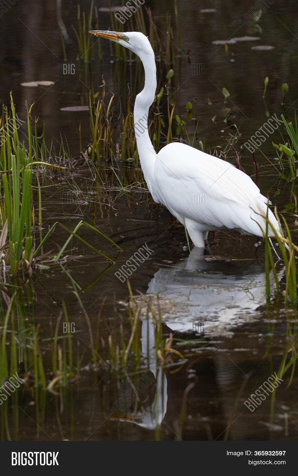 Great Egret Water Full Image & Photo (Free Trial) | Bigstock