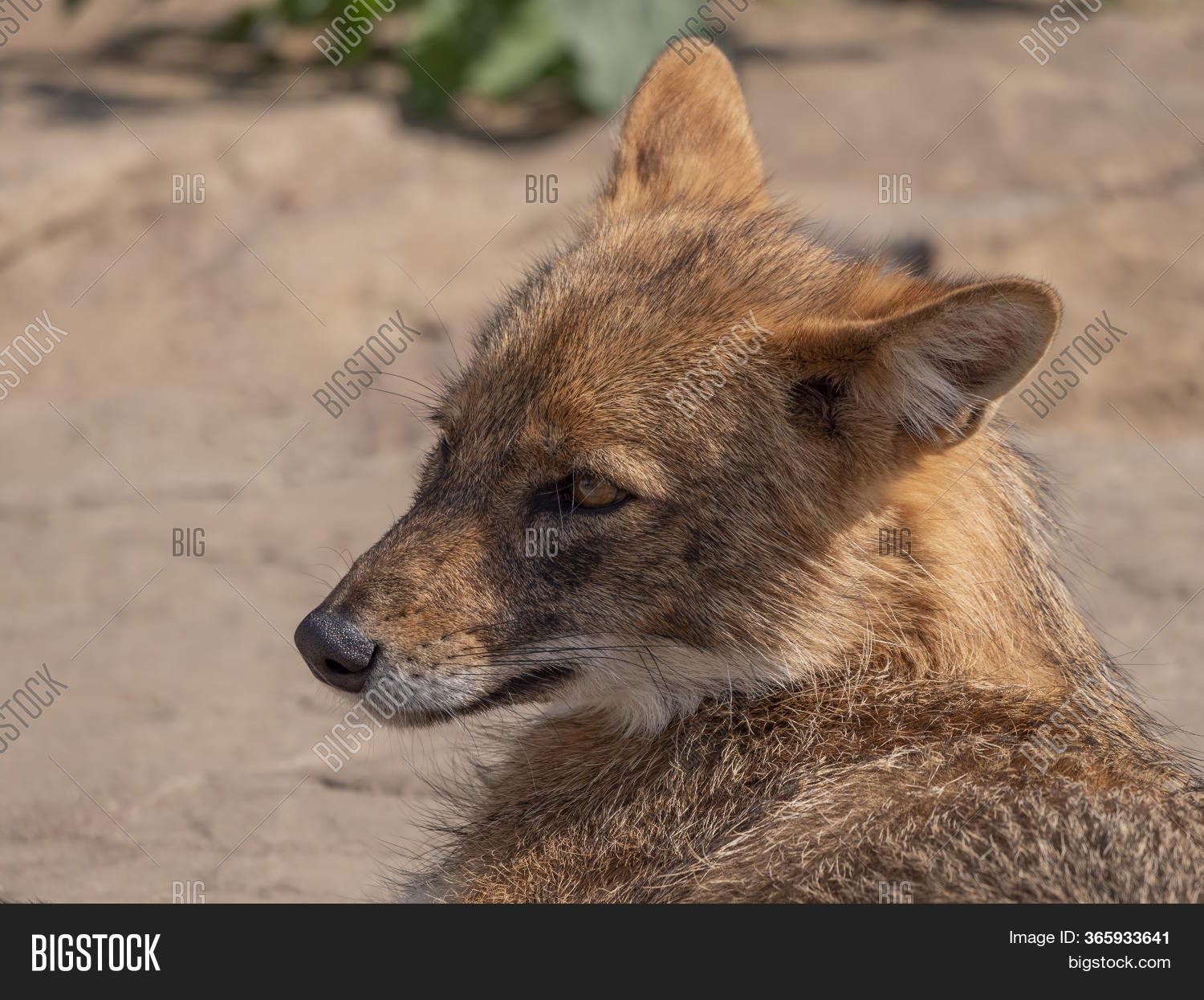 Golden Jackal Nature Image & Photo (Free Trial) | Bigstock