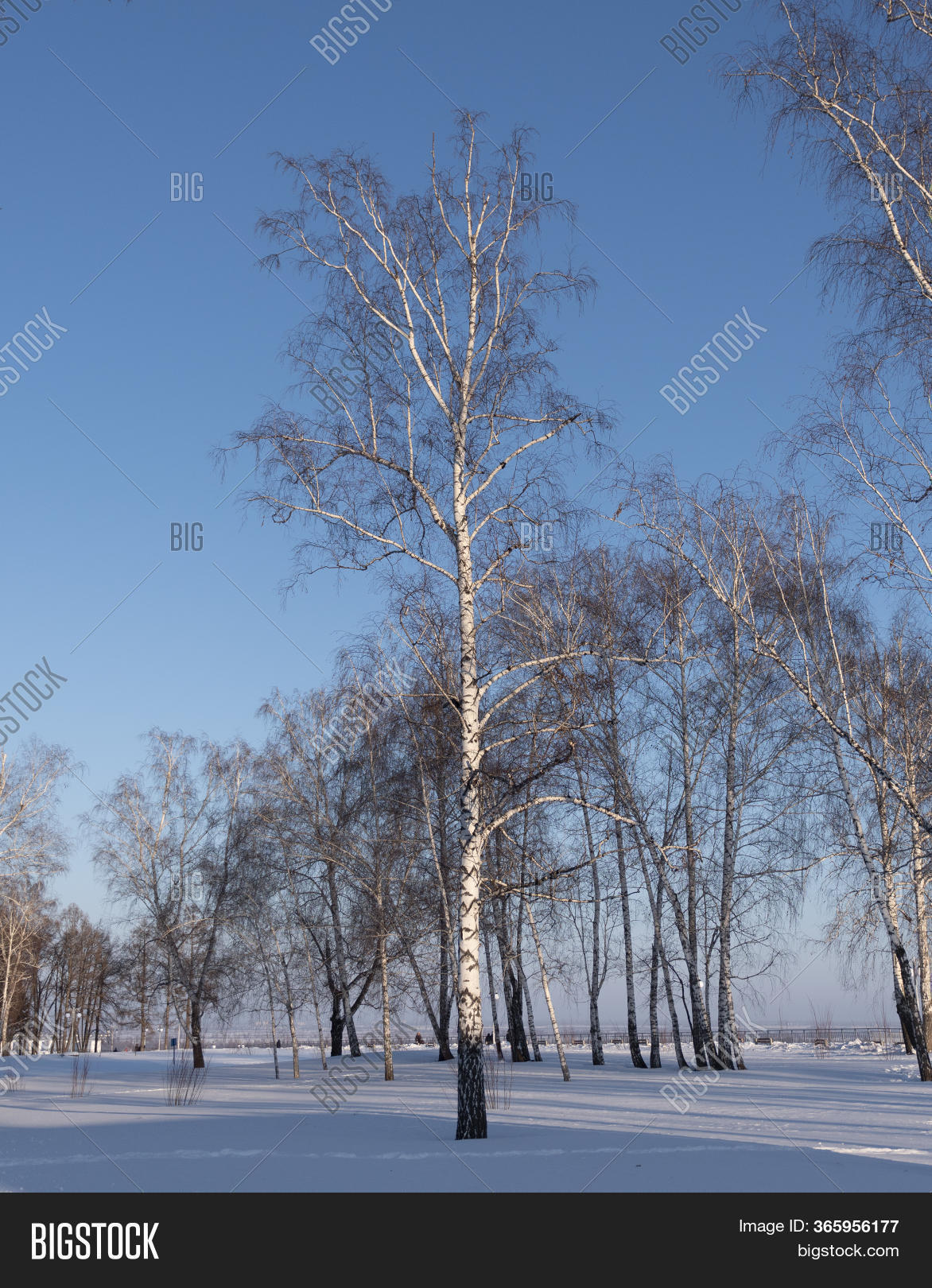 Winter Birch Forest Image & Photo (Free Trial) | Bigstock