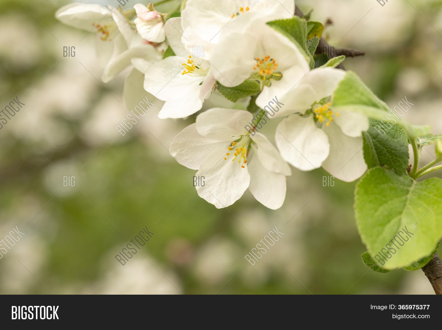 Close- White Apple Image & Photo (Free Trial) | Bigstock
