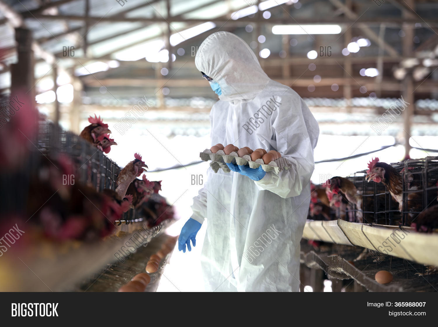 Chicken Farmers Wear Image & Photo (Free Trial) | Bigstock