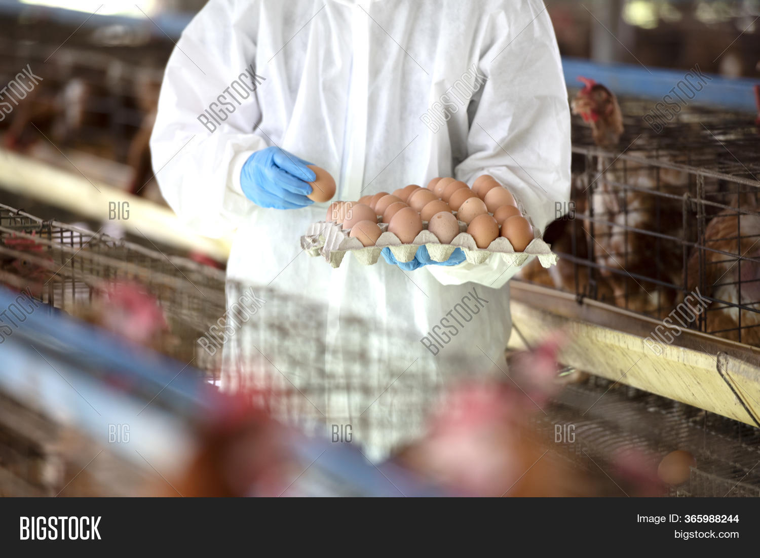 Chicken Farmers Wear Image & Photo (Free Trial) | Bigstock